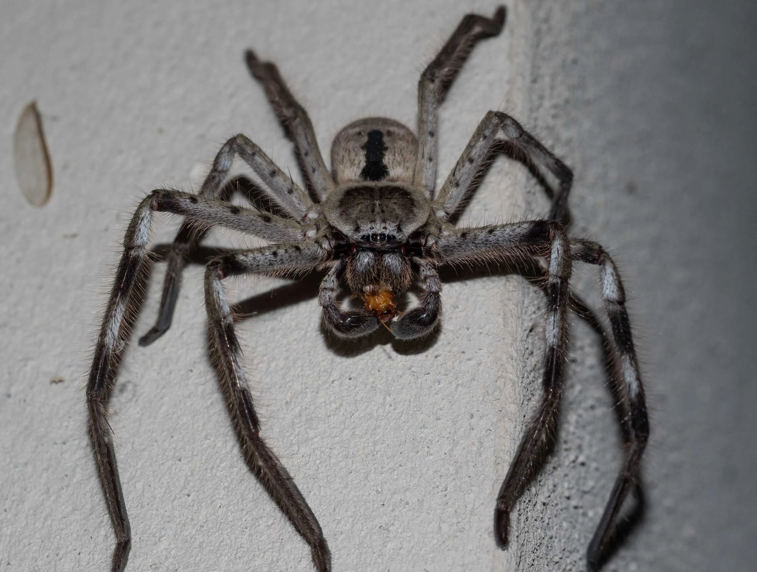 Week in pictures — Life in a Southern Forest