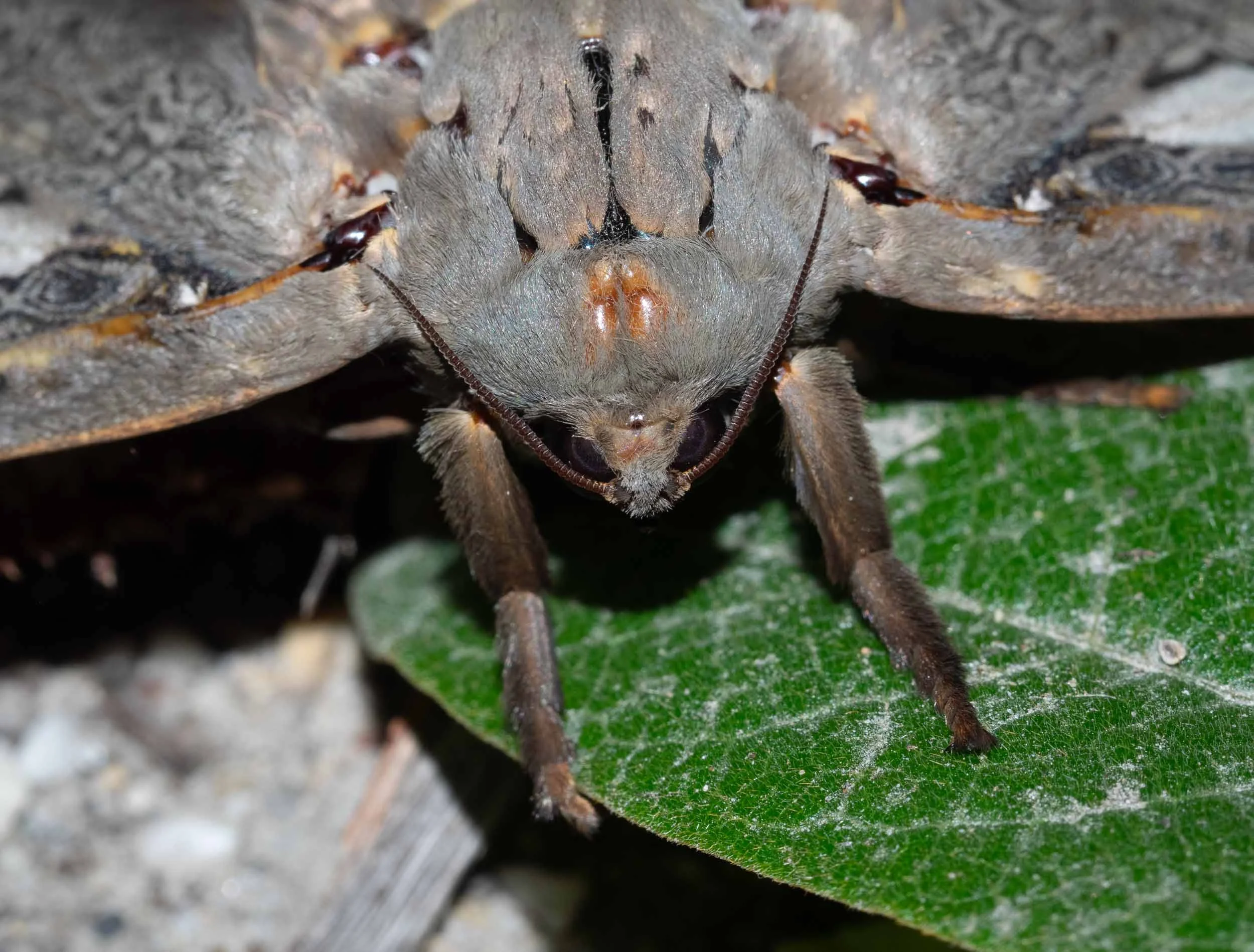 Ghost moths take flight — Life in a Southern Forest