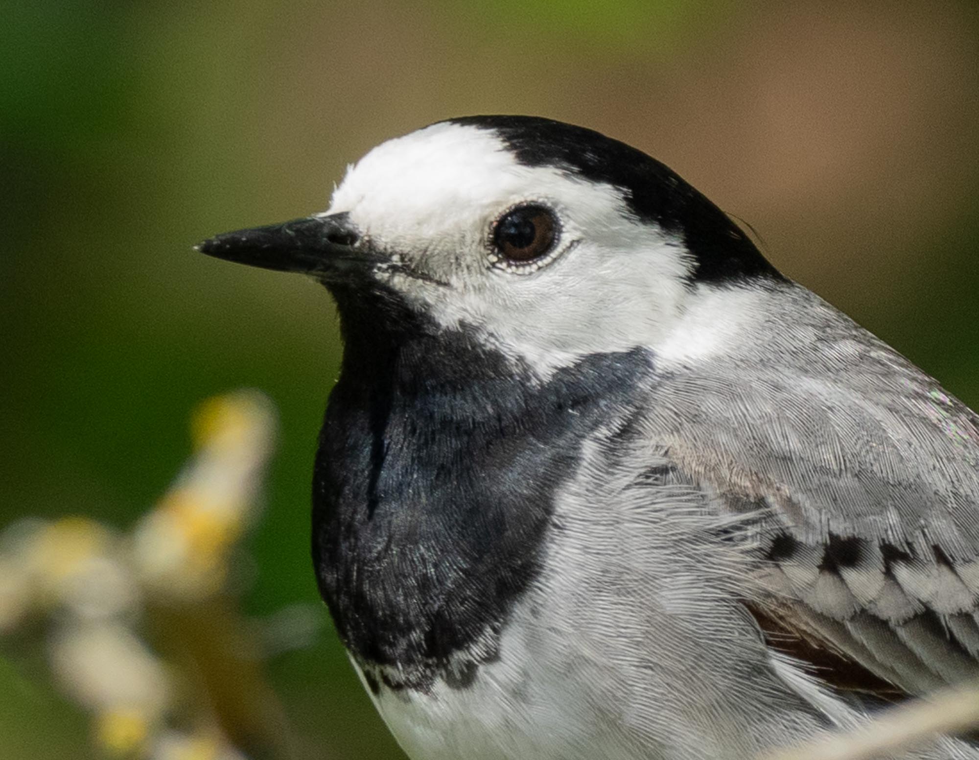 Birds of northern Europe — Life in a Southern Forest