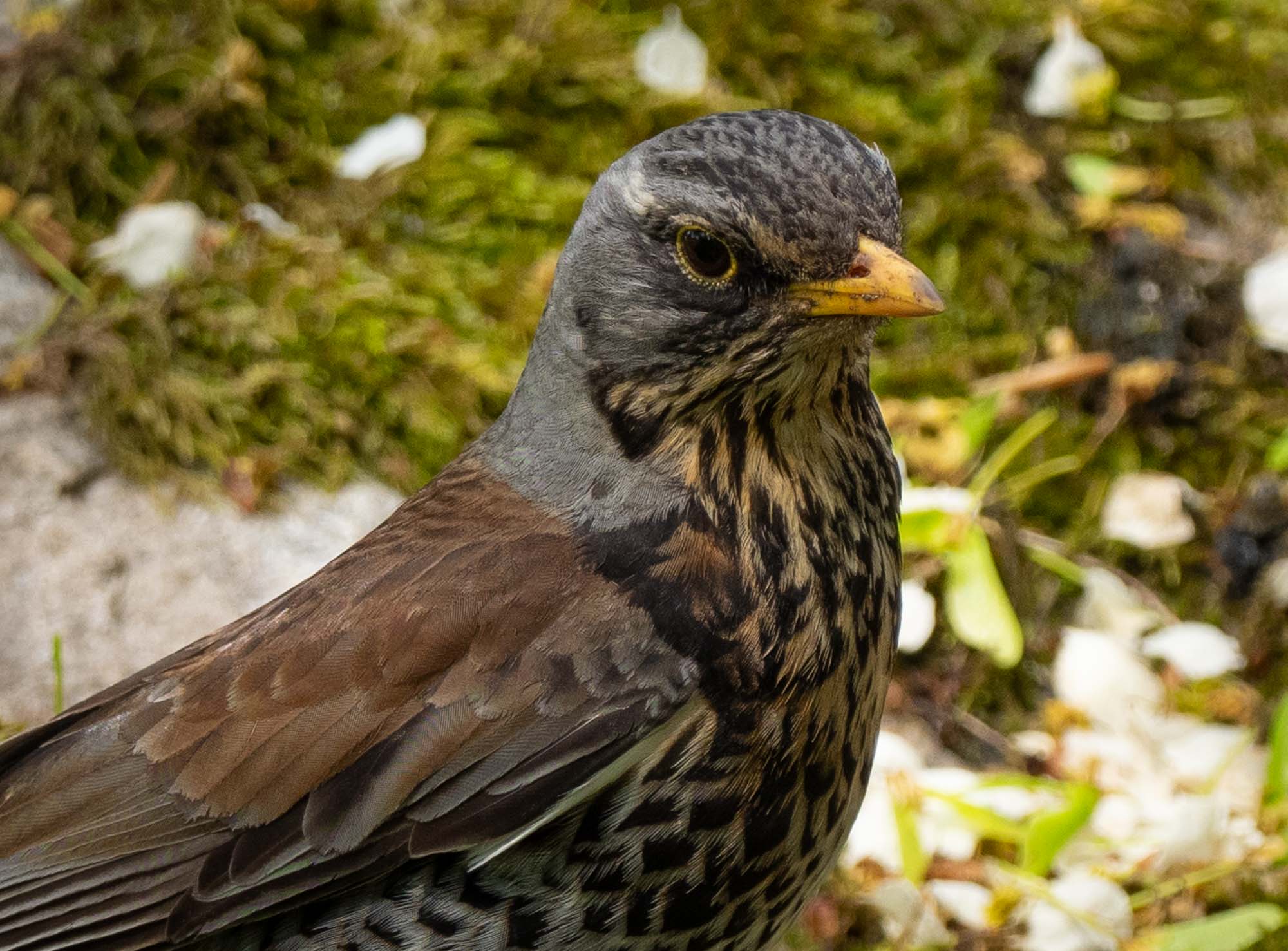 Birds of northern Europe — Life in a Southern Forest