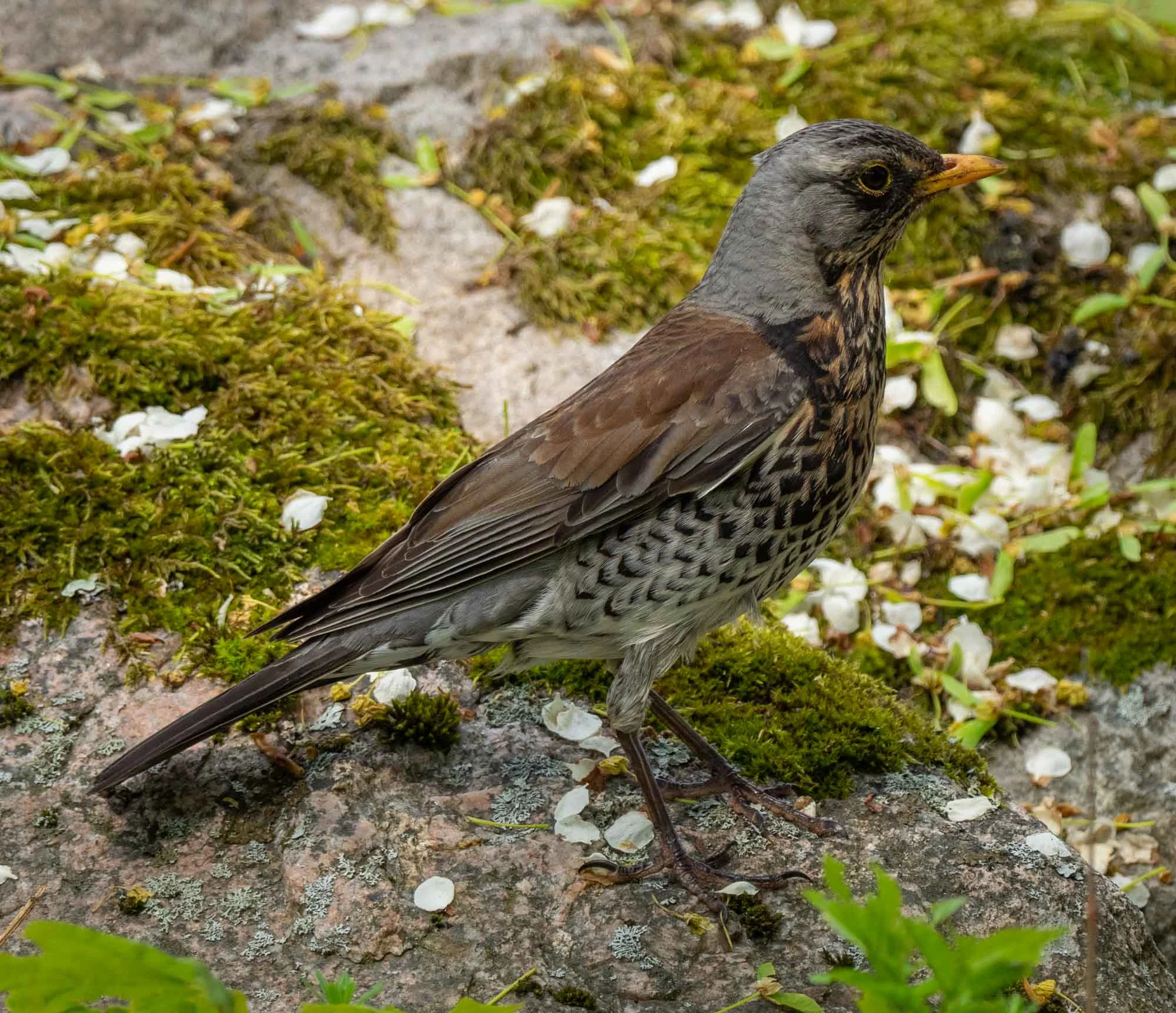 Birds of northern Europe — Life in a Southern Forest