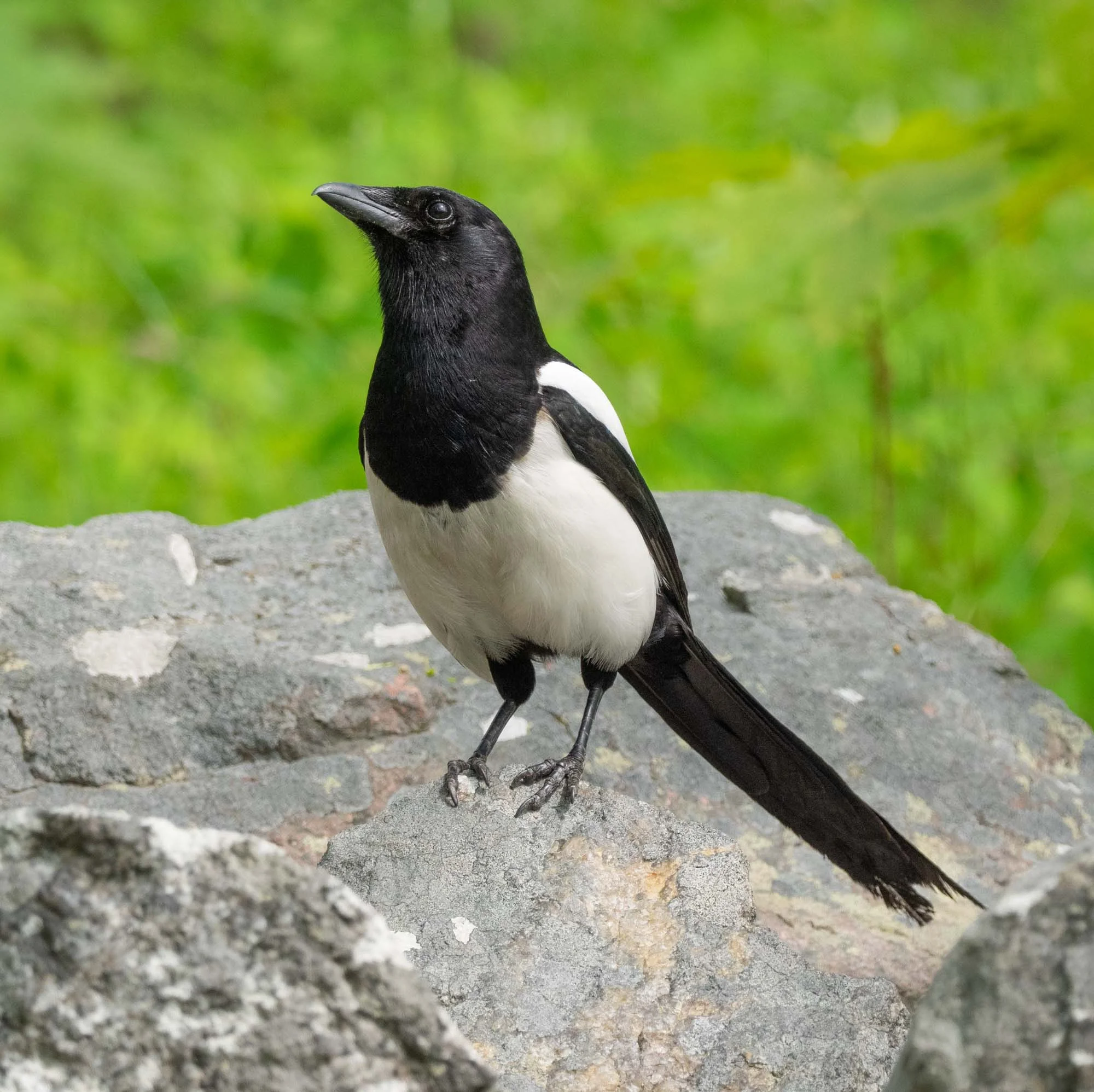 Birds of northern Europe — Life in a Southern Forest