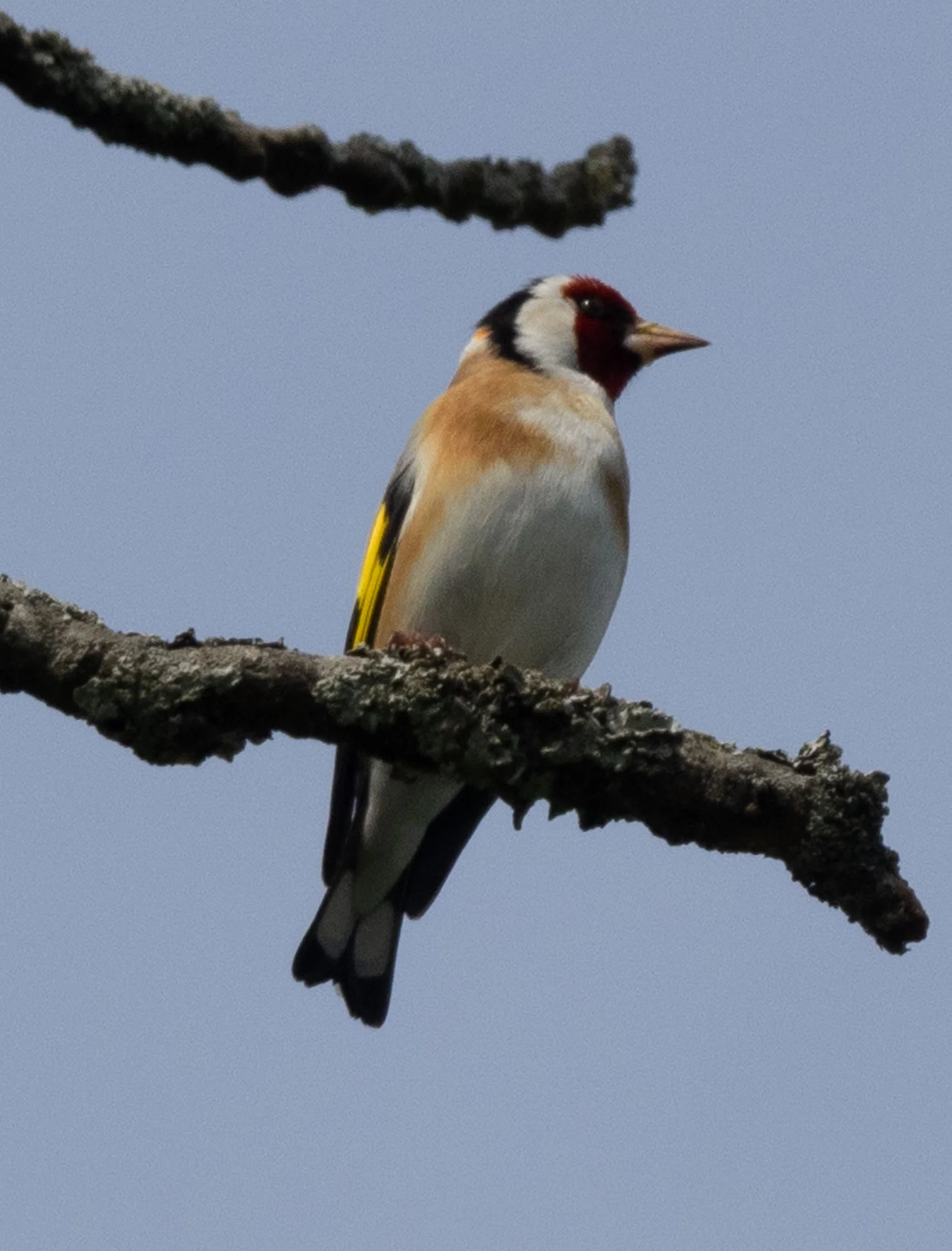 Birds of northern Europe — Life in a Southern Forest