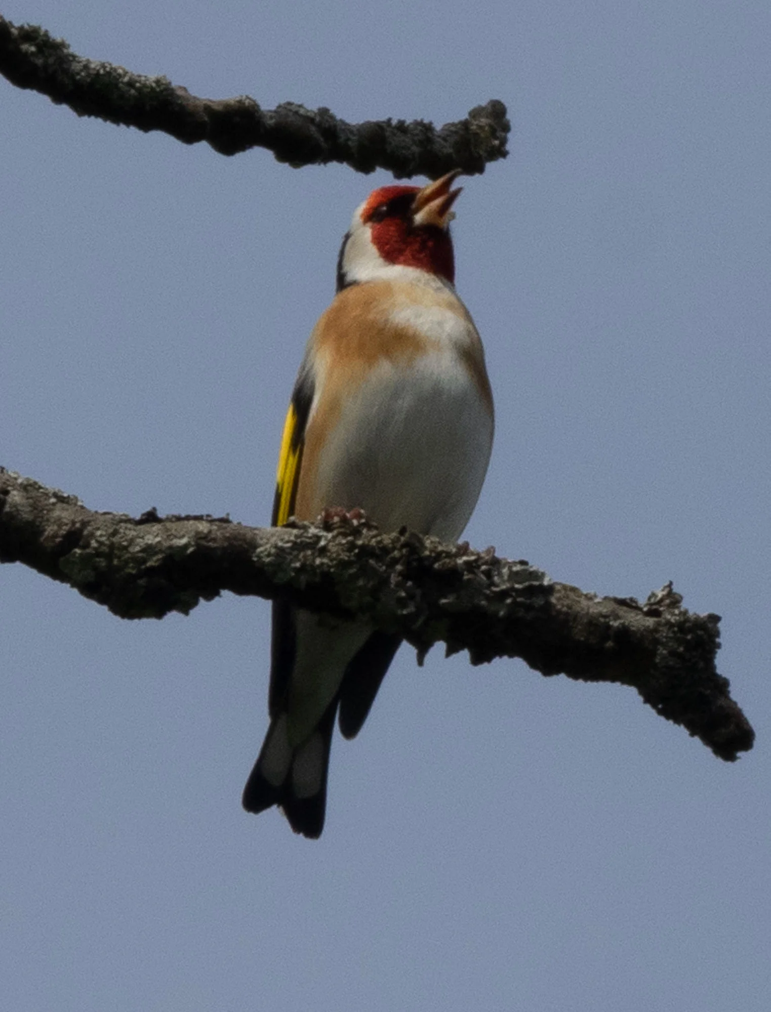 Birds of northern Europe — Life in a Southern Forest