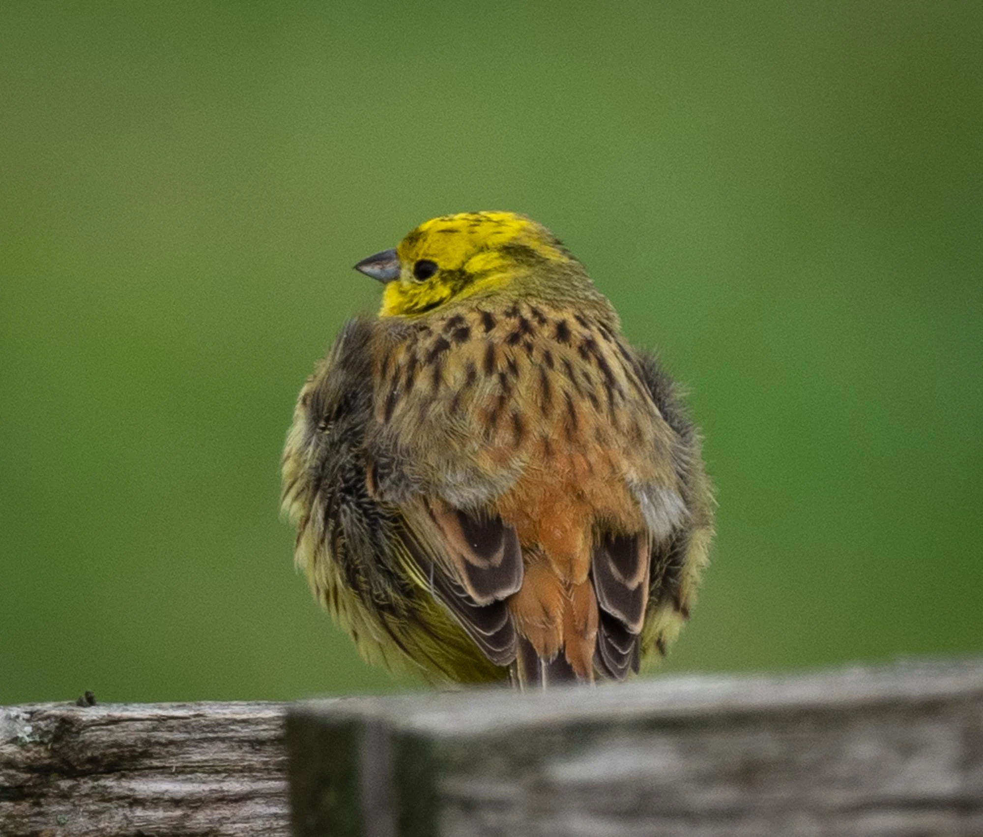 Birds of northern Europe — Life in a Southern Forest