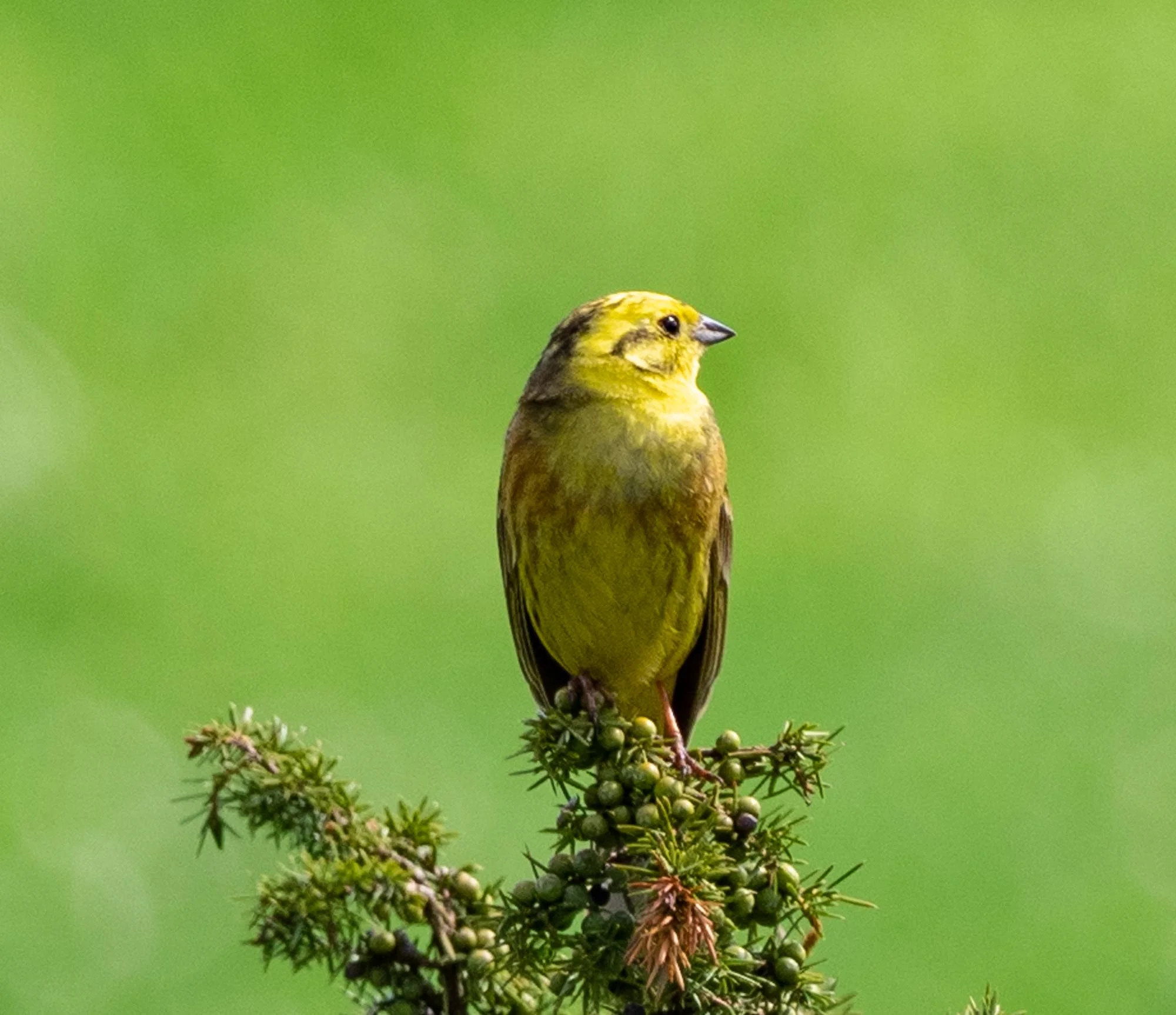 Birds of northern Europe — Life in a Southern Forest