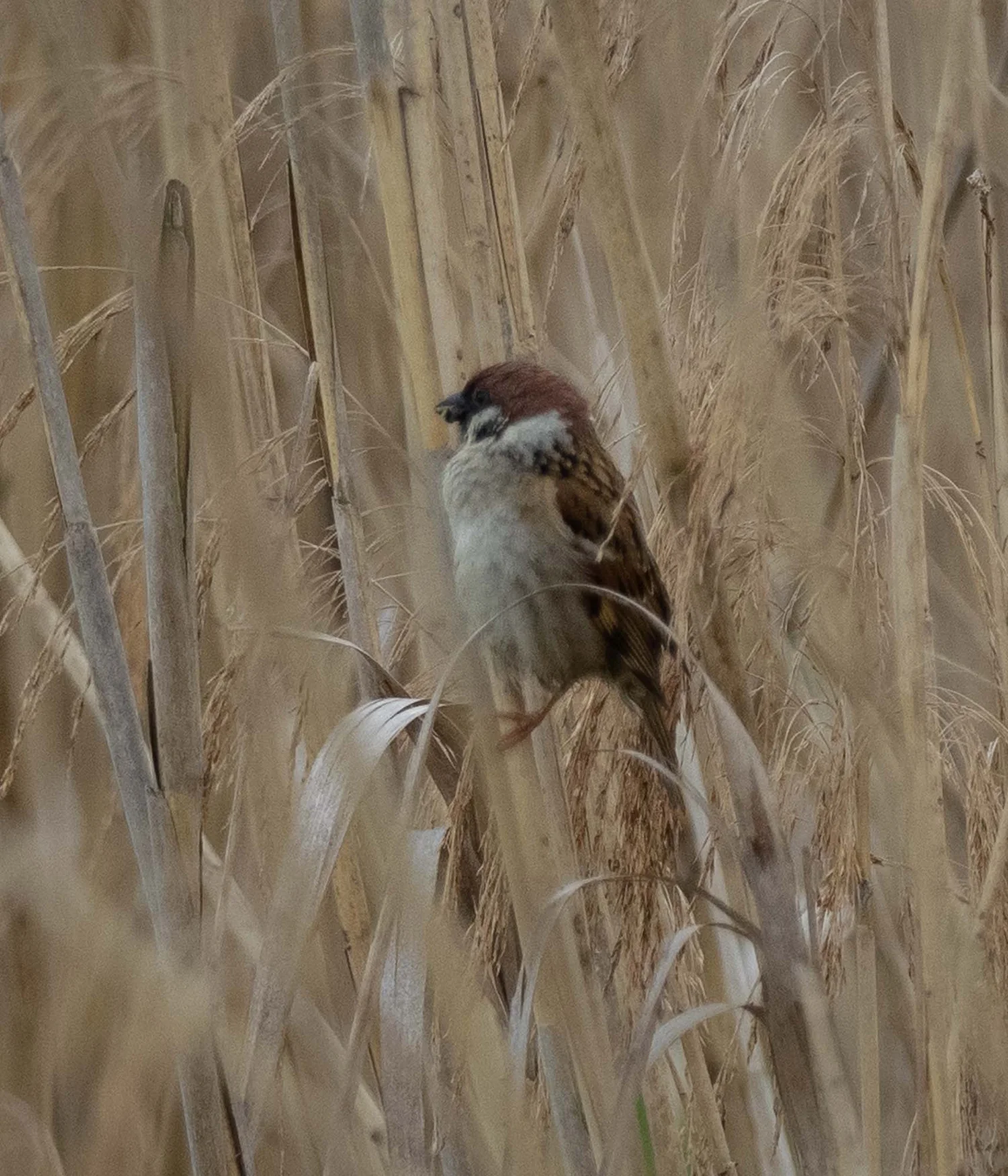 Birds of northern Europe — Life in a Southern Forest