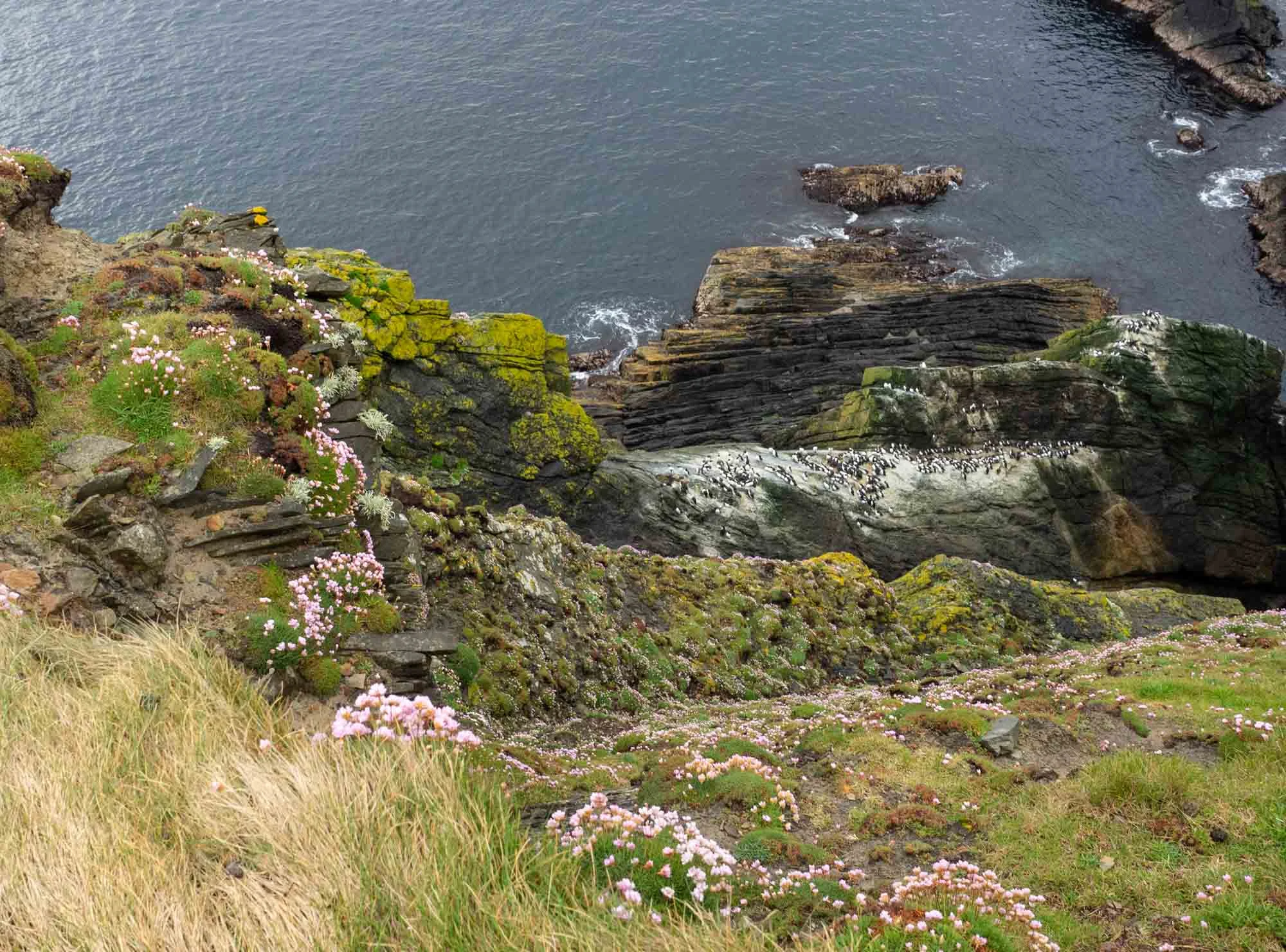 Shetland Islands: north & south — Life in a Southern Forest