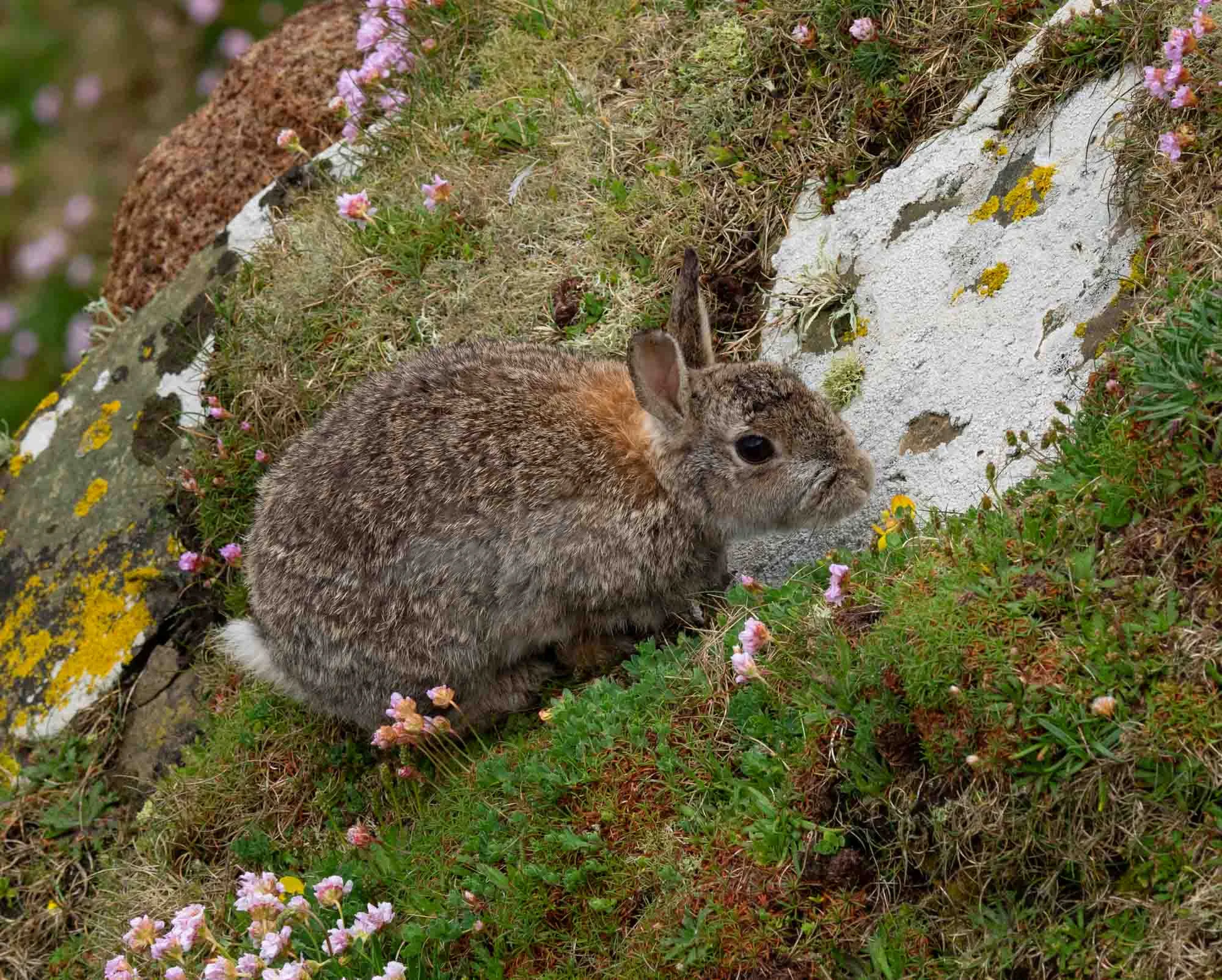 Shetland Islands: north & south — Life in a Southern Forest