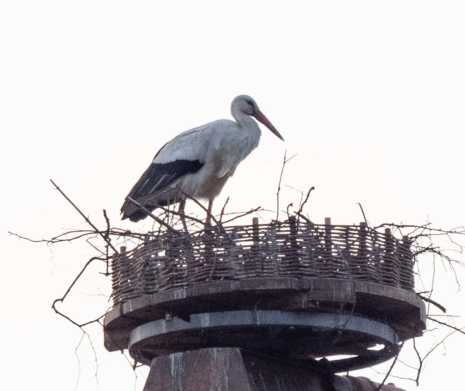 Birds of northern Europe — Life in a Southern Forest
