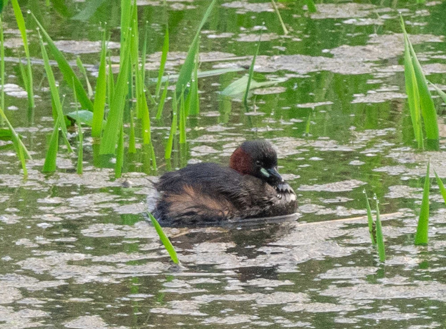 Birds of northern Europe — Life in a Southern Forest