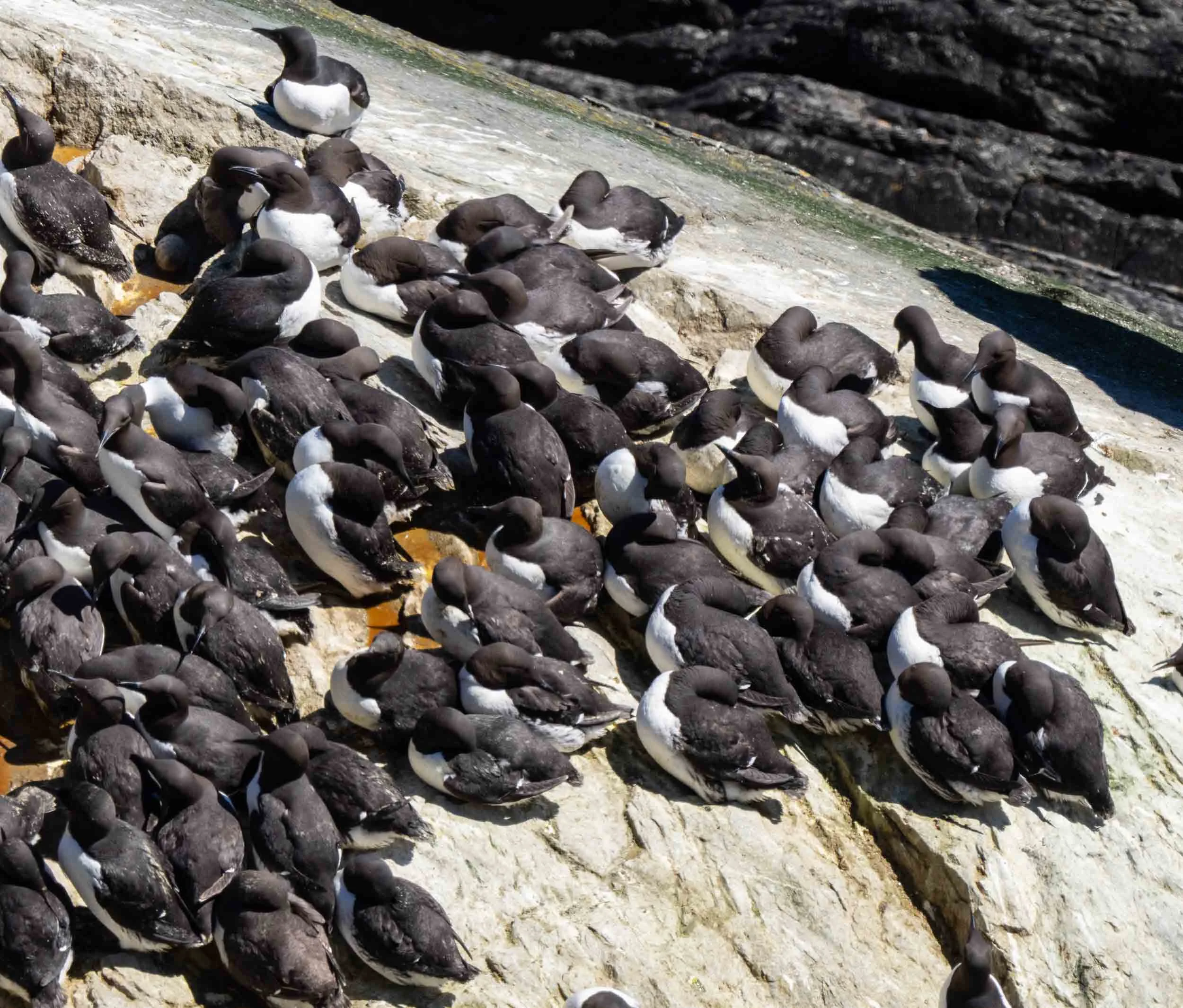 Shetland Islands: the seabird cliffs — Life in a Southern Forest