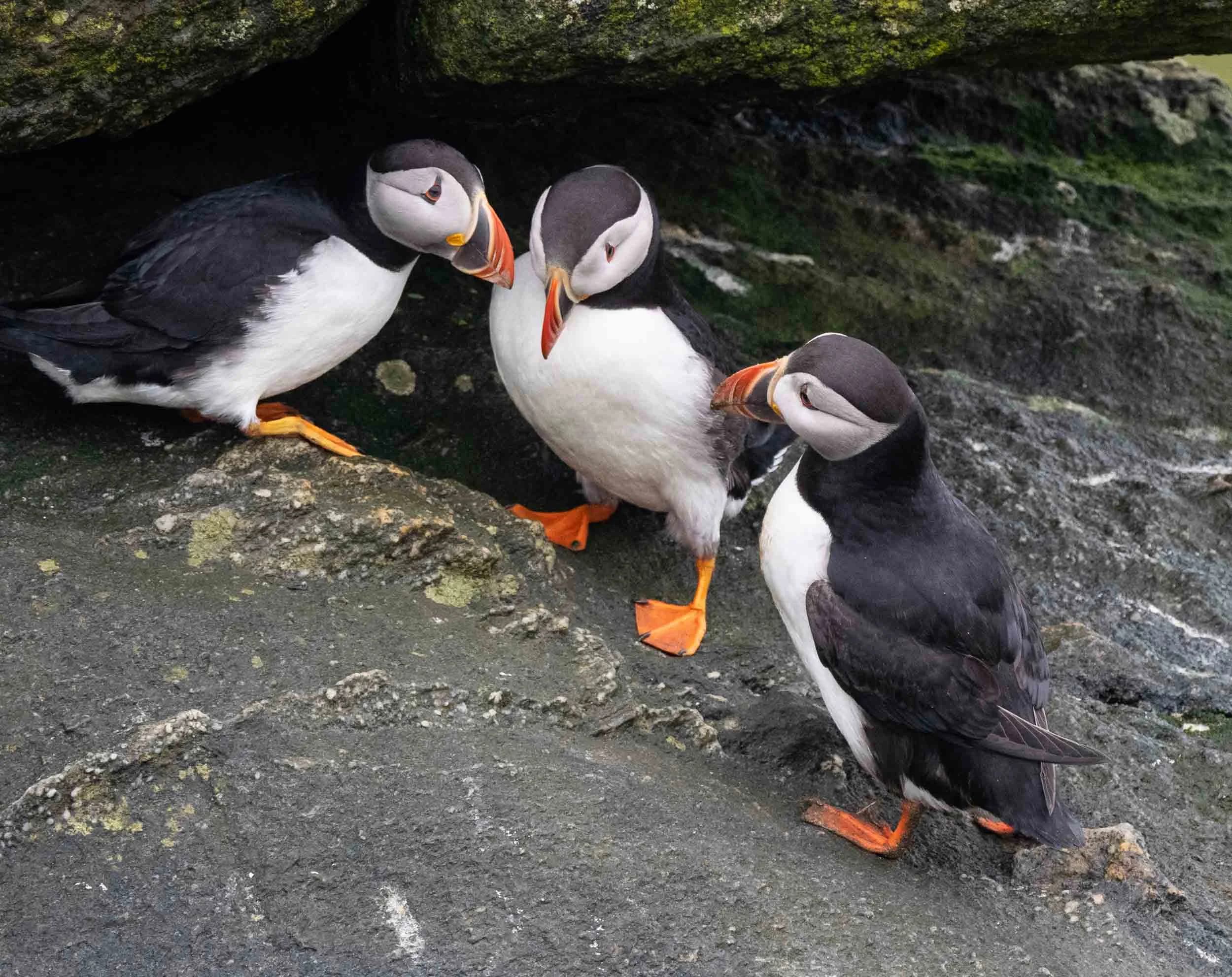 Shetland Islands: the seabird cliffs — Life in a Southern Forest