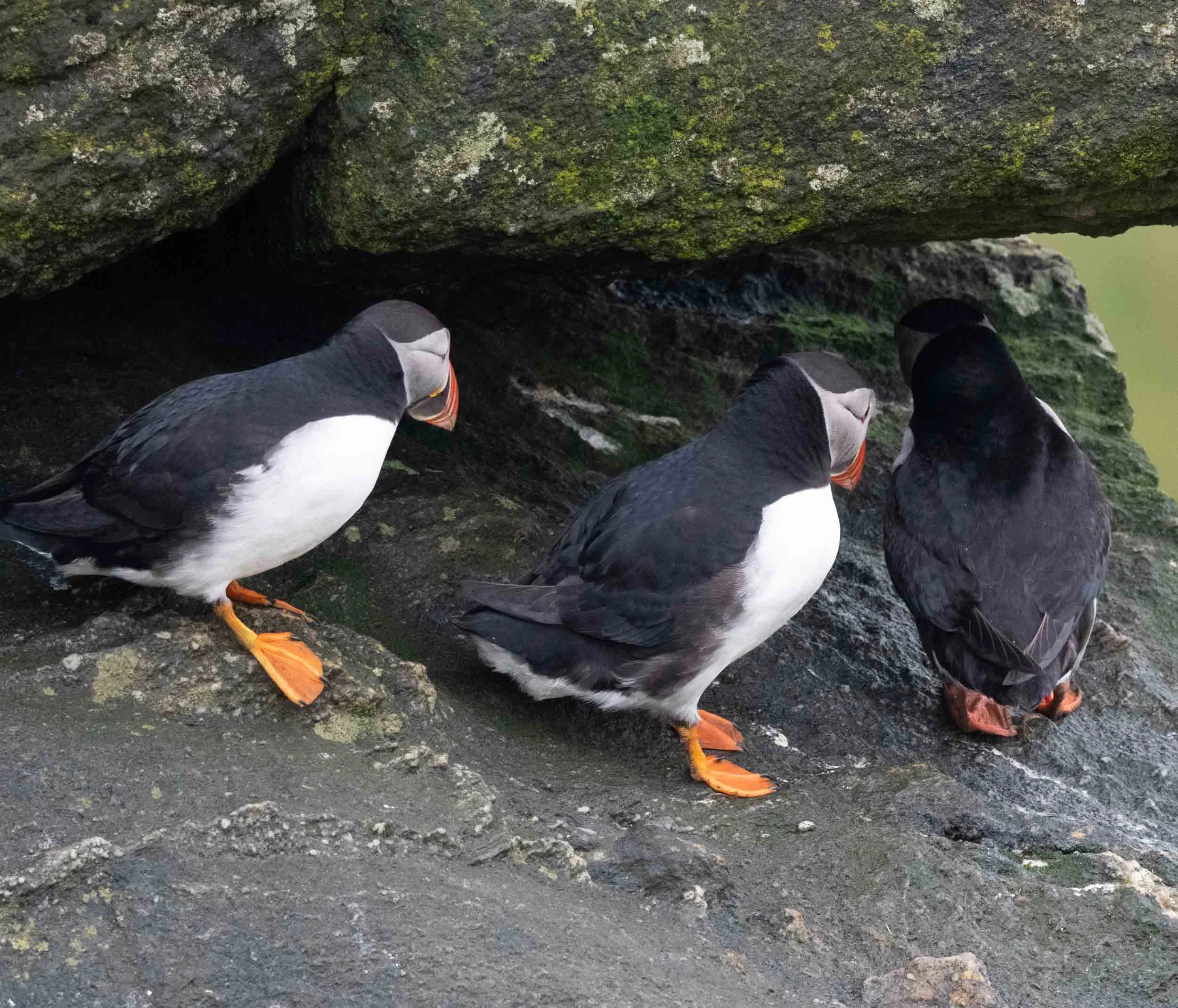 Shetland Islands: the seabird cliffs — Life in a Southern Forest