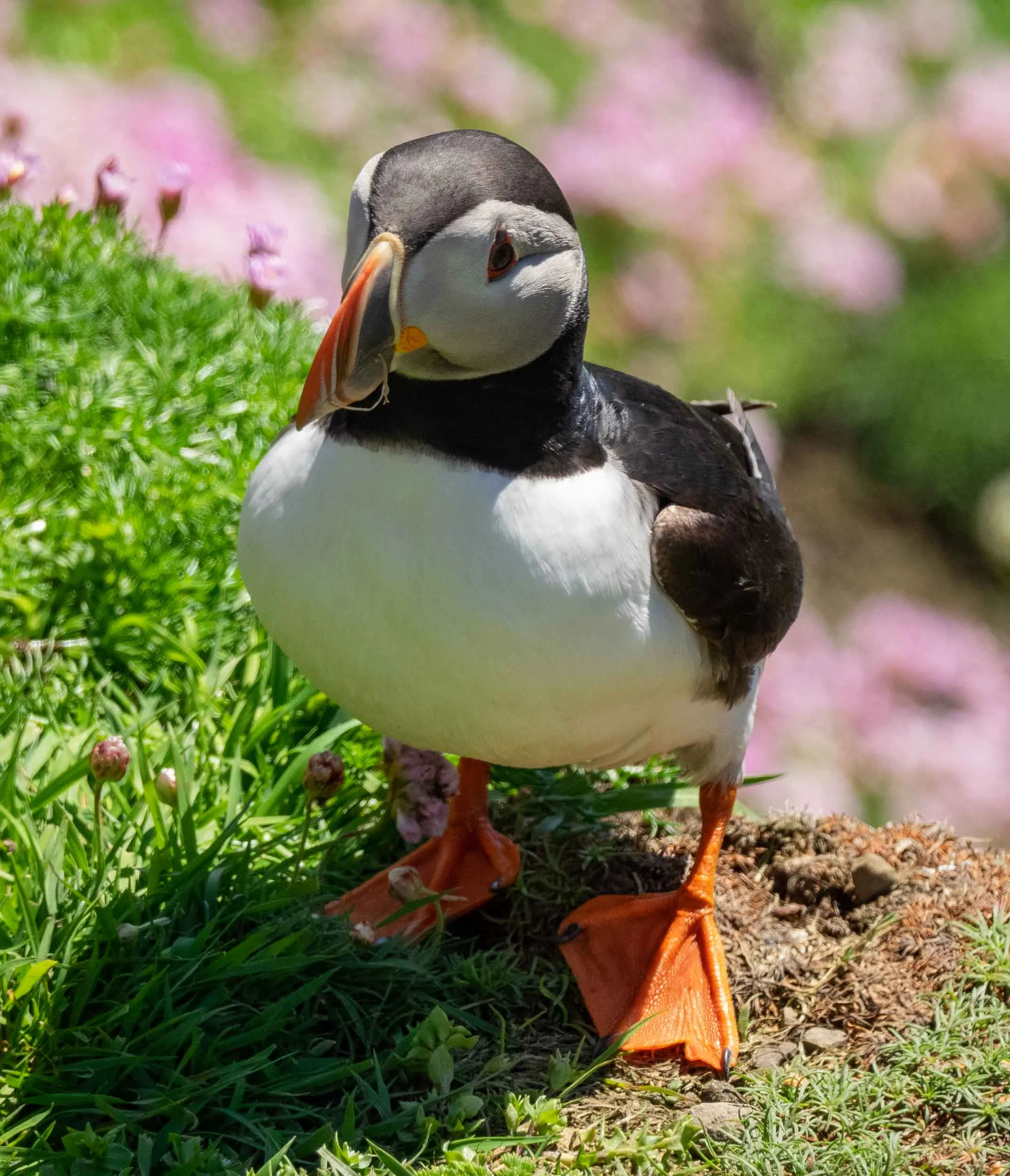 Shetland Islands: the seabird cliffs — Life in a Southern Forest