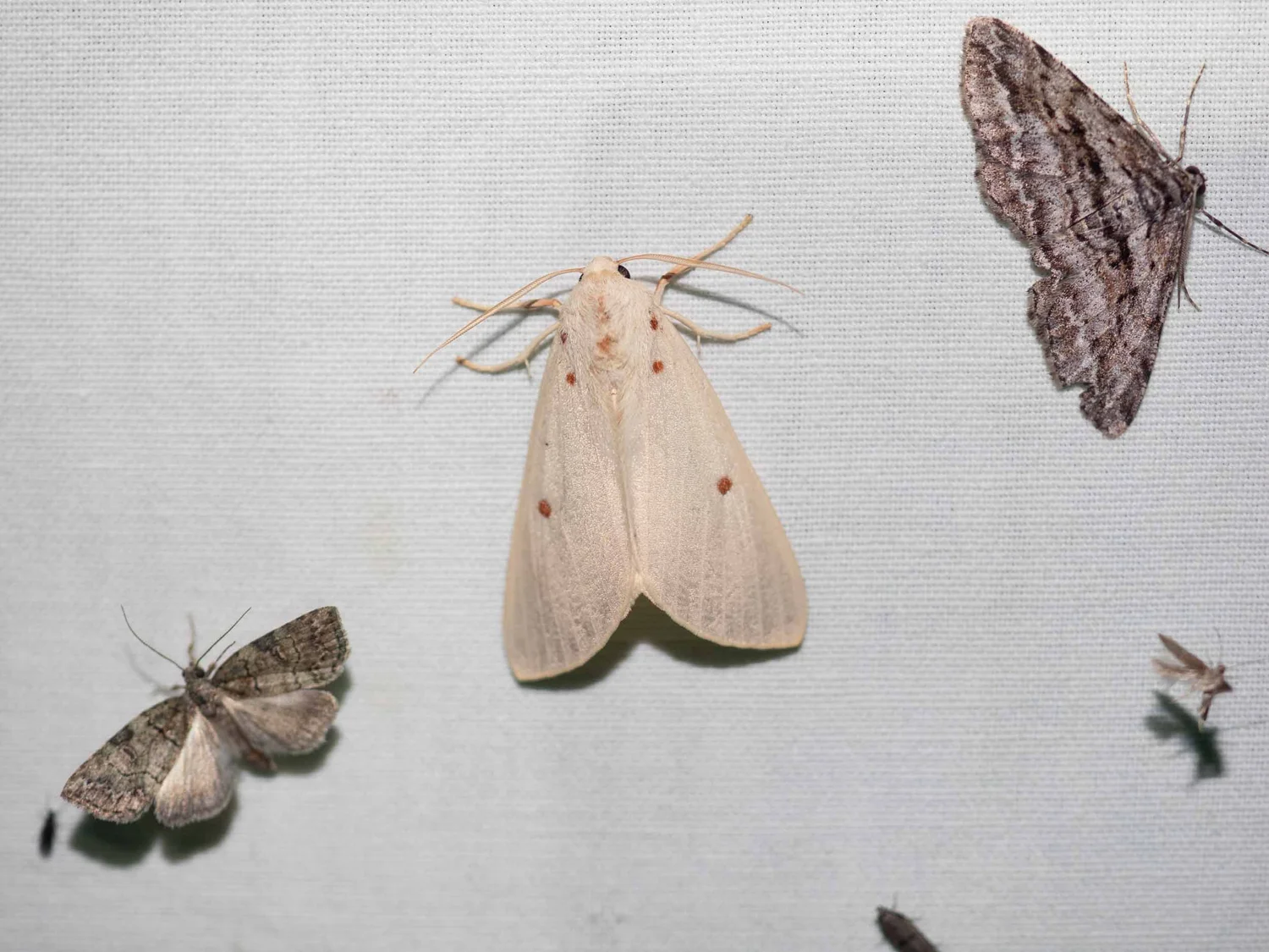 Many more moths — Life in a Southern Forest