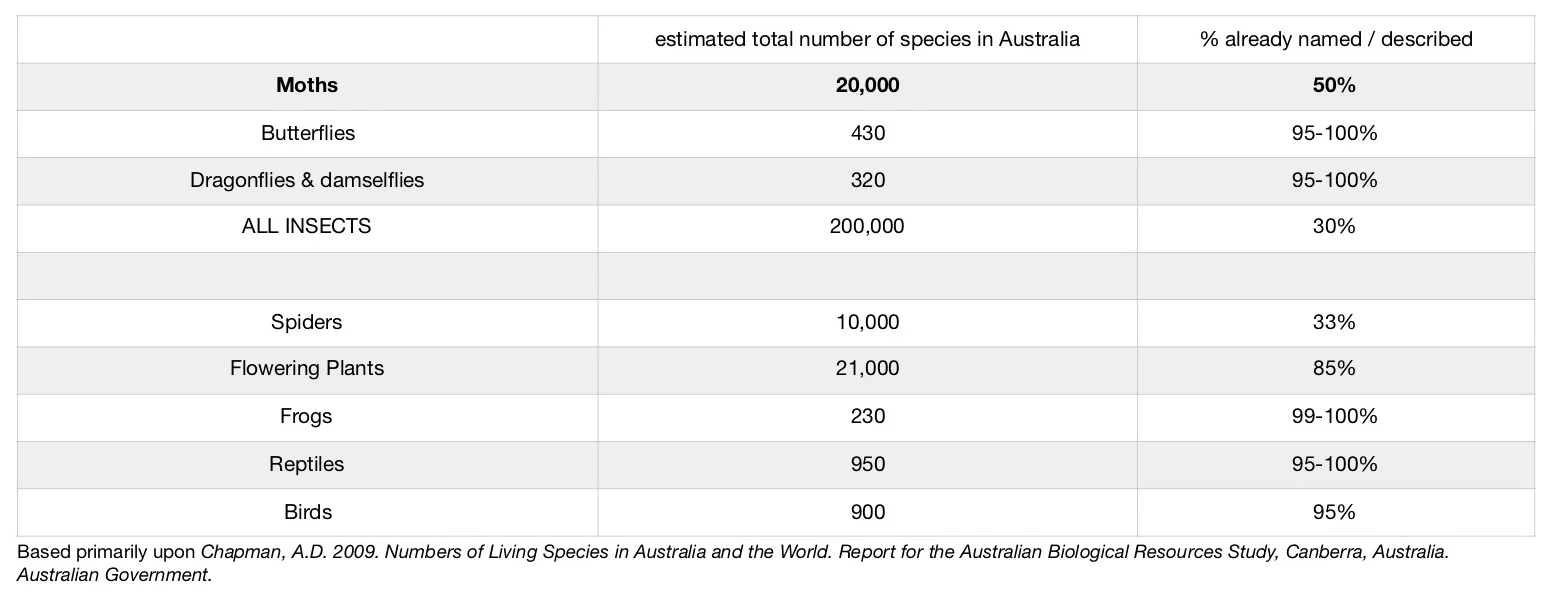 Many more moths — Life in a Southern Forest