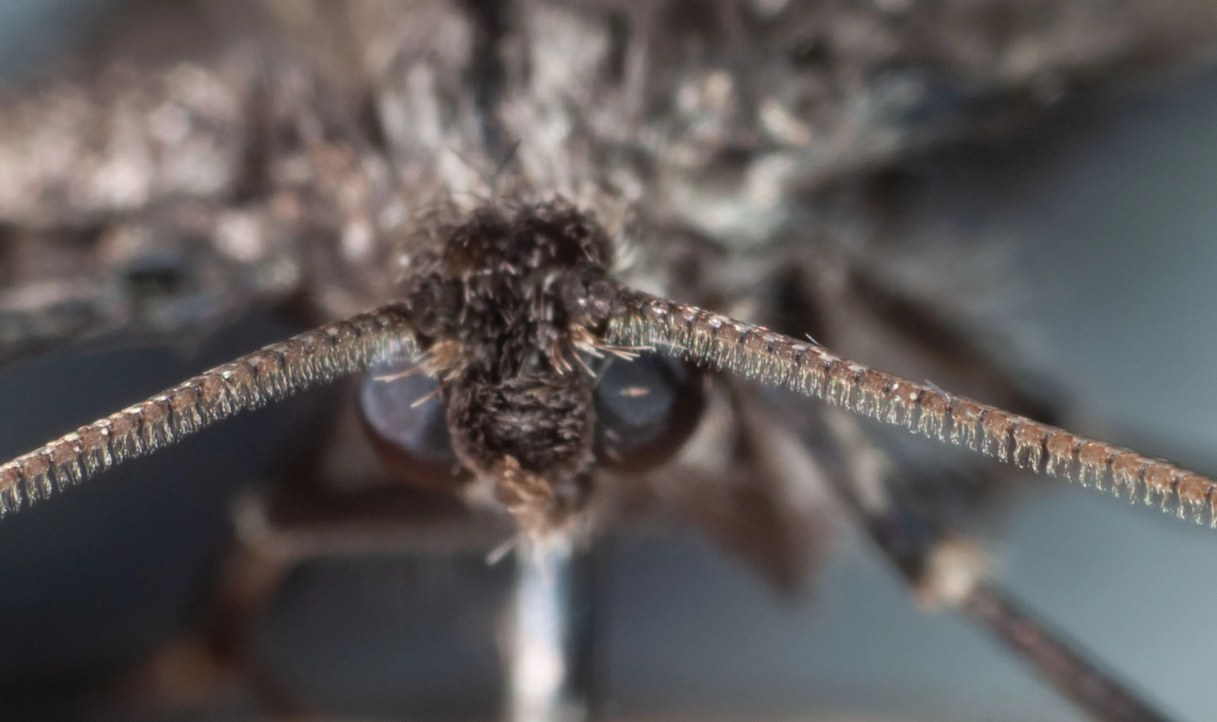 Facing up to moths — Life in a Southern Forest