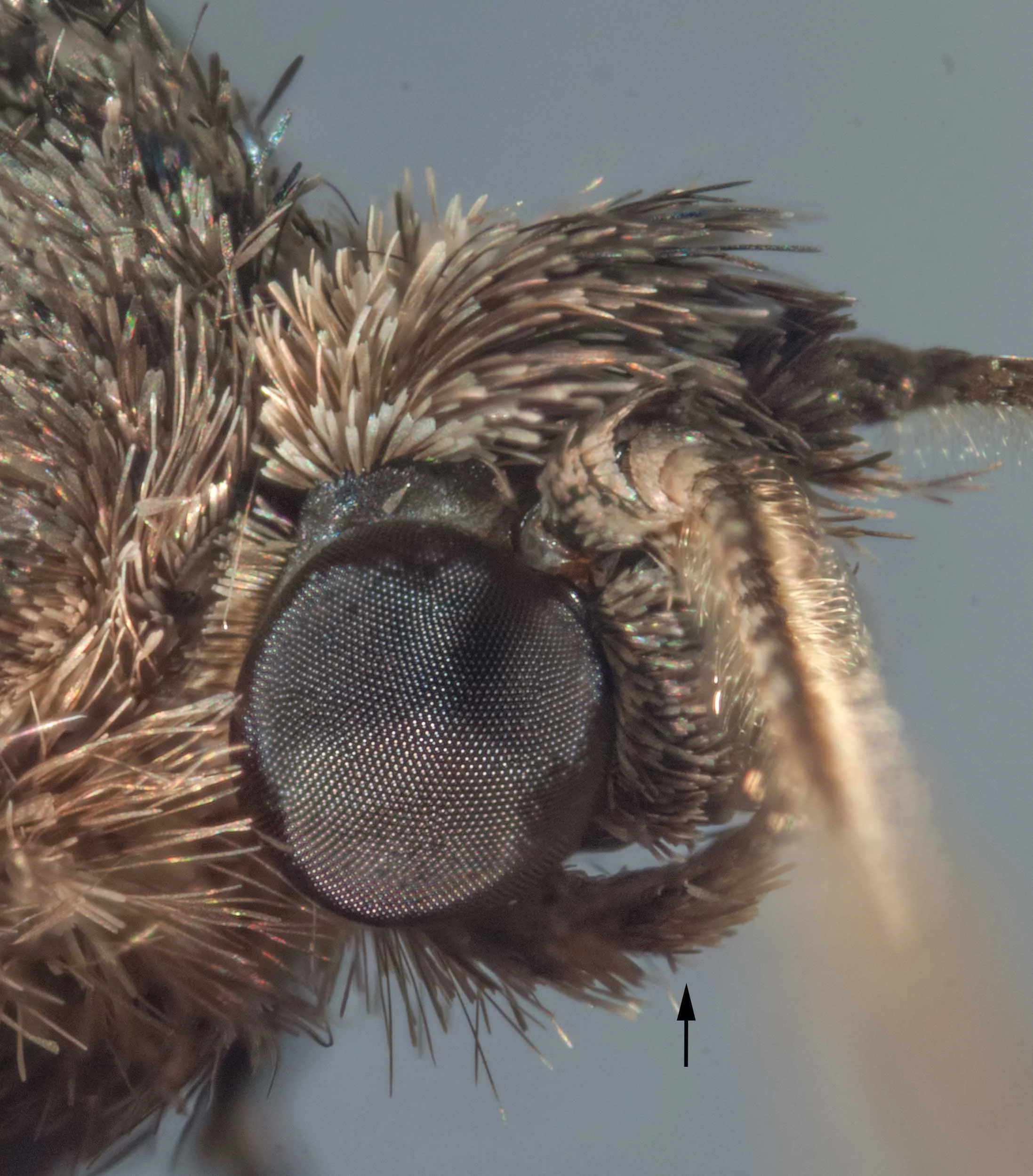 Facing up to moths — Life in a Southern Forest