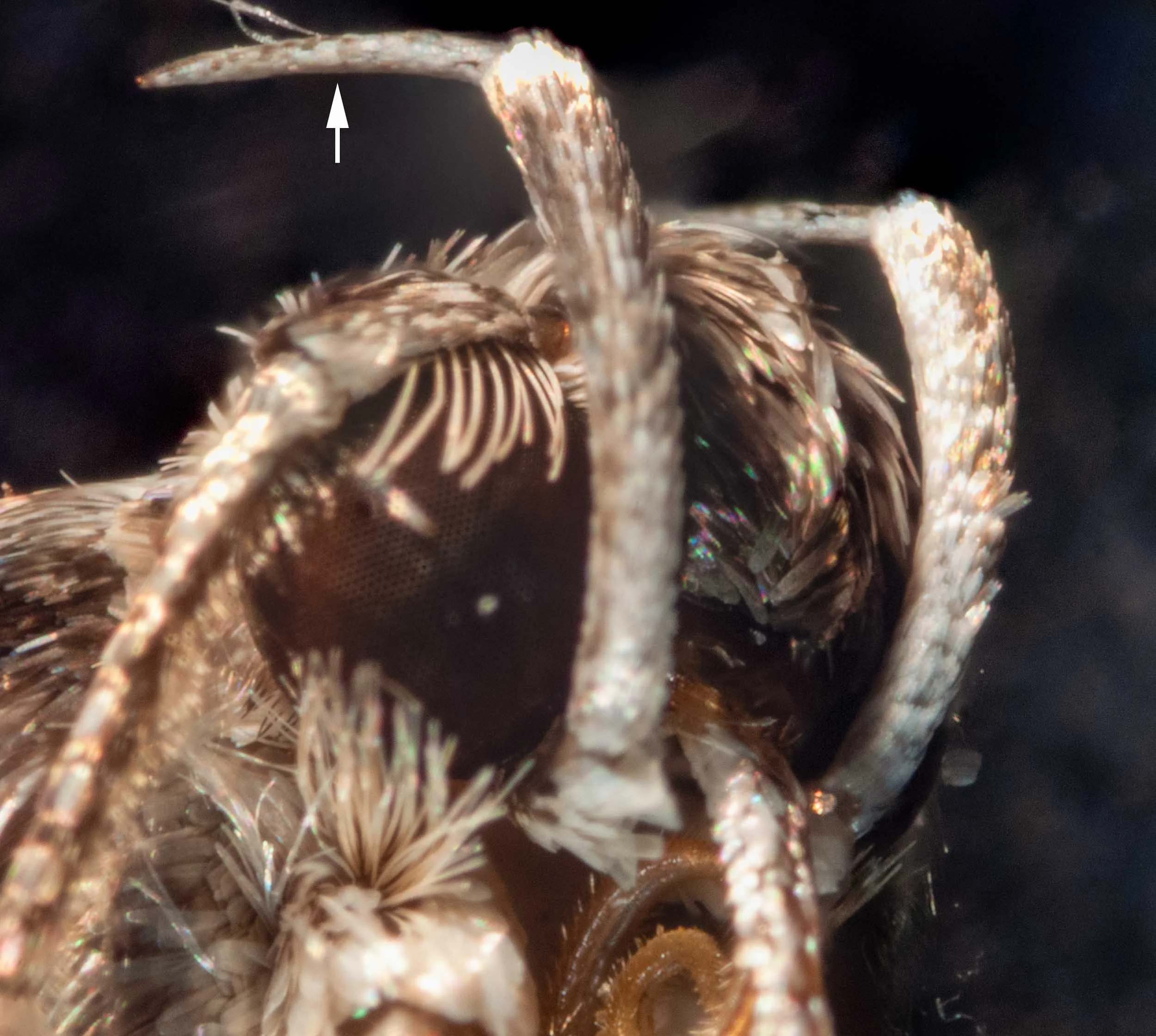 Facing up to moths — Life in a Southern Forest