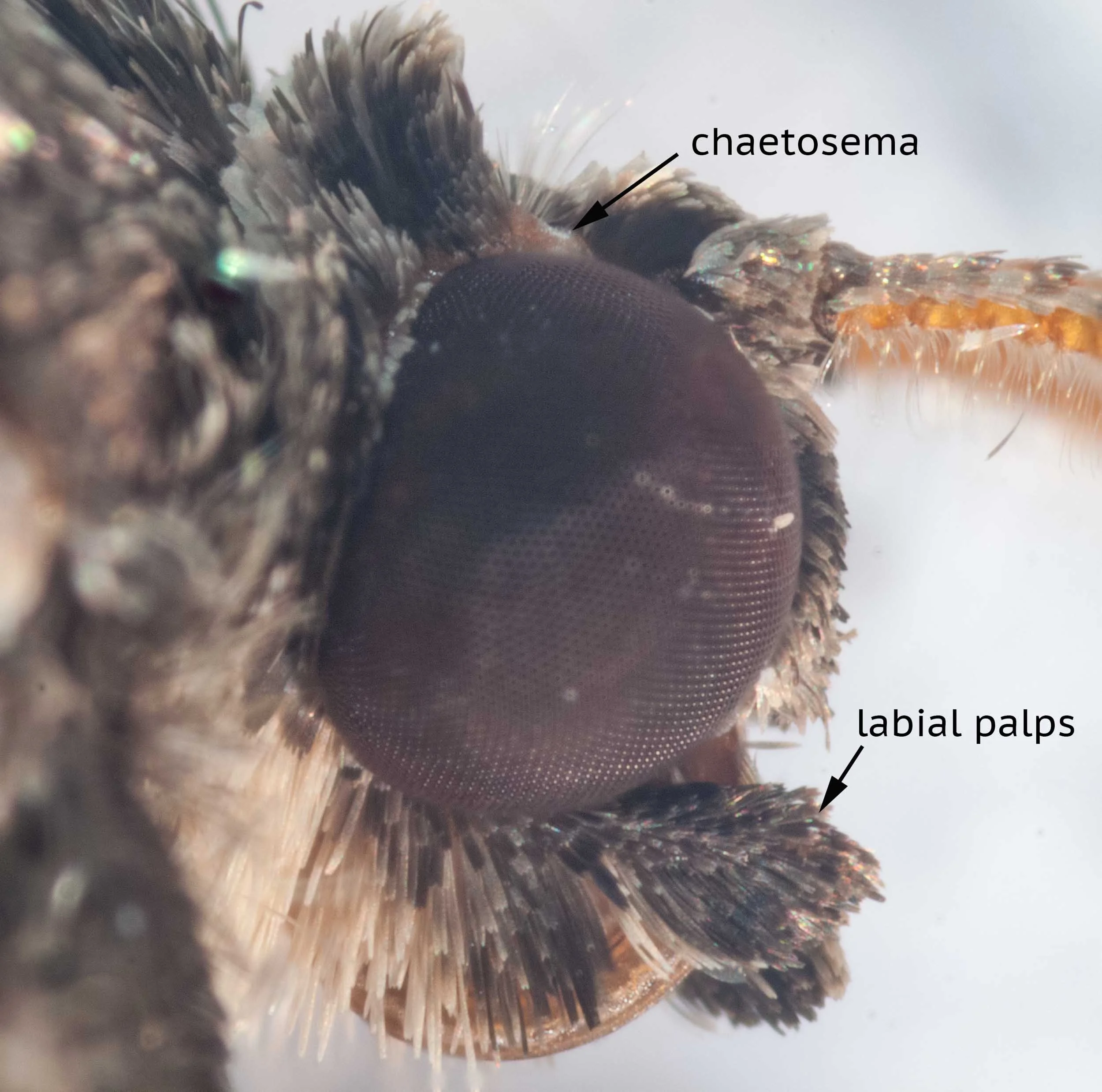 Facing up to moths — Life in a Southern Forest