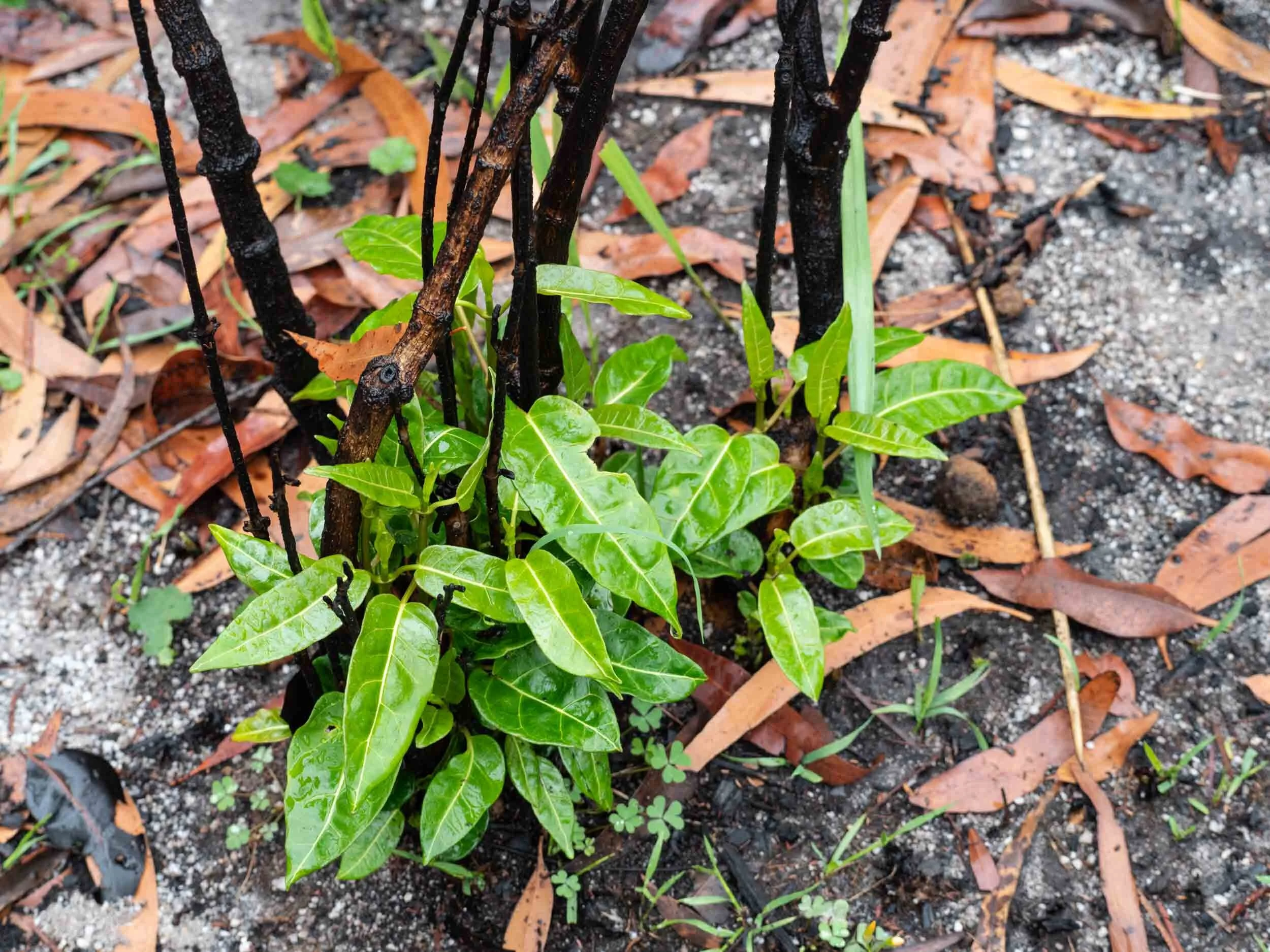 Vegetation returns - above and below — Life in a Southern Forest
