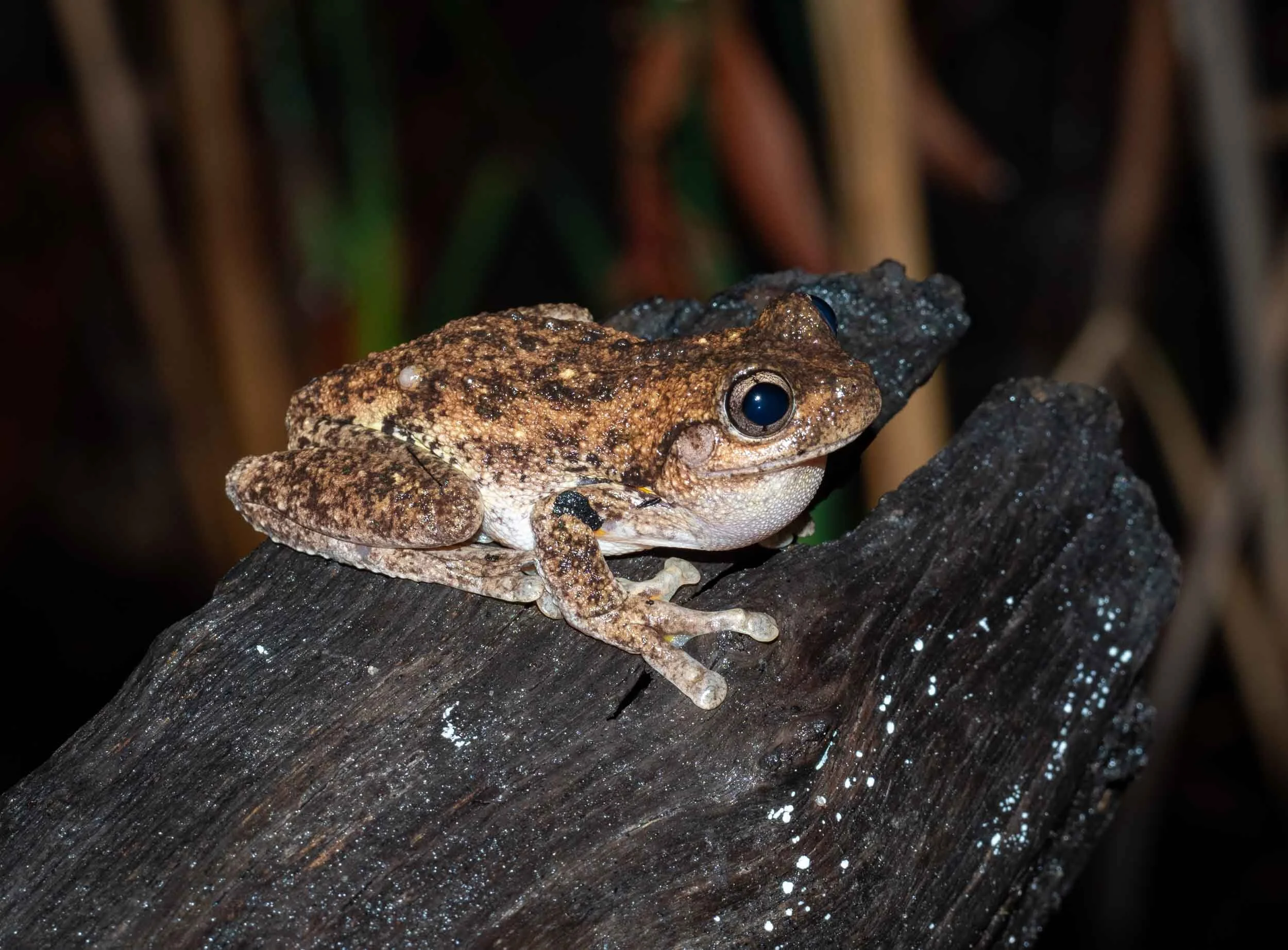 Where were they? — Life in a Southern Forest