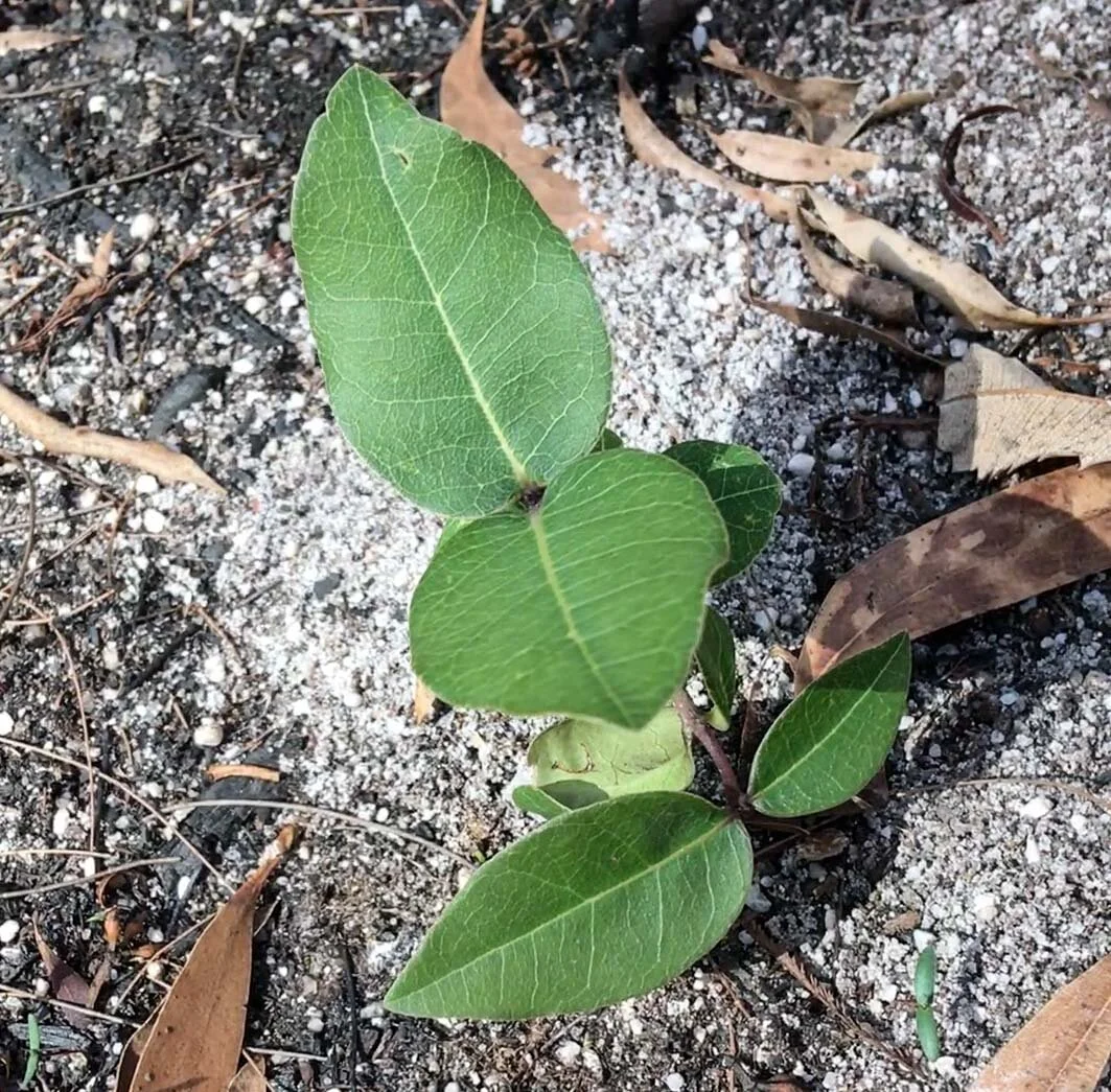 Green renewal: an inventory — Life in a Southern Forest