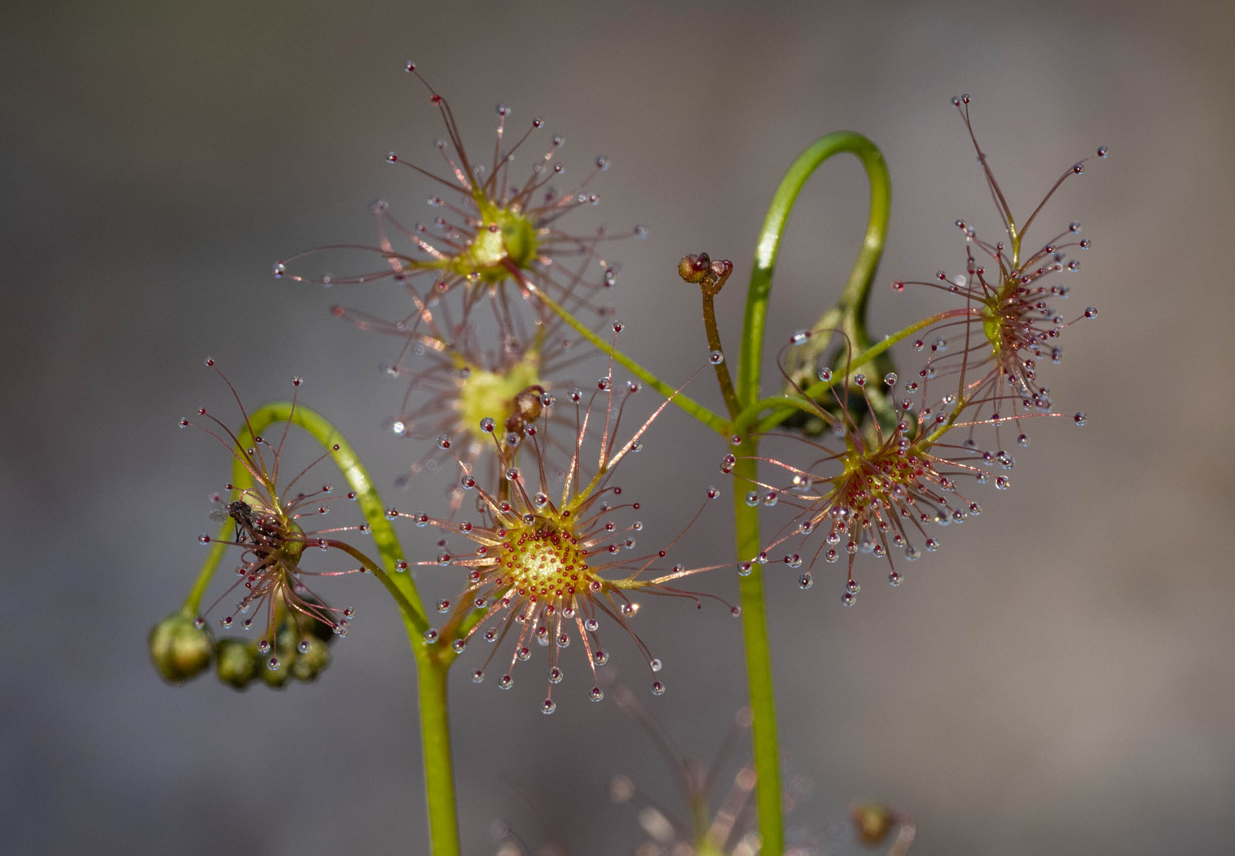 Rainbow Sundews — Life in a Southern Forest