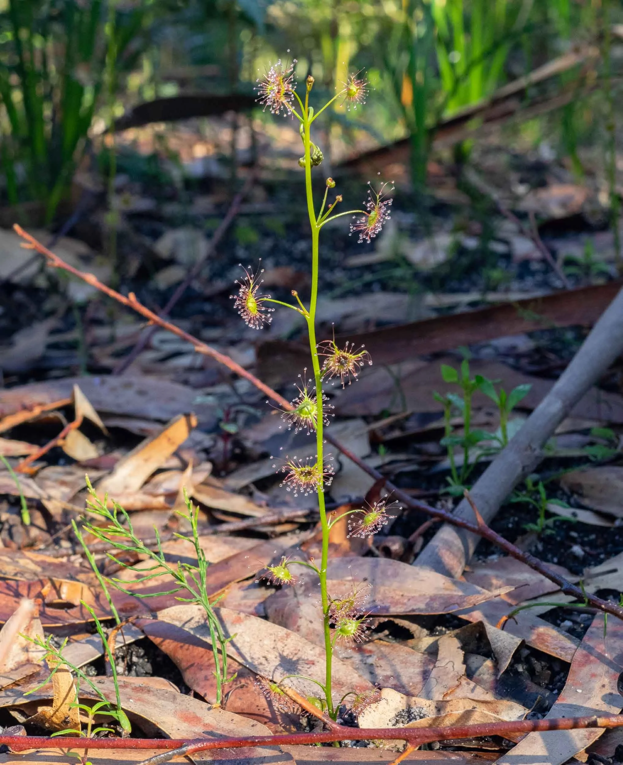 Rainbow Sundews — Life in a Southern Forest