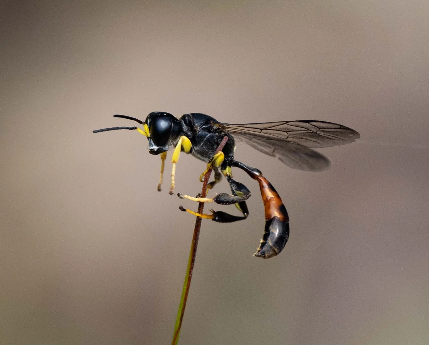 Male Digger Wasps Identification