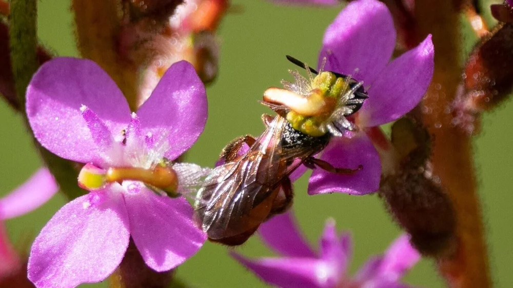 Triggerplants — Life in a Southern Forest