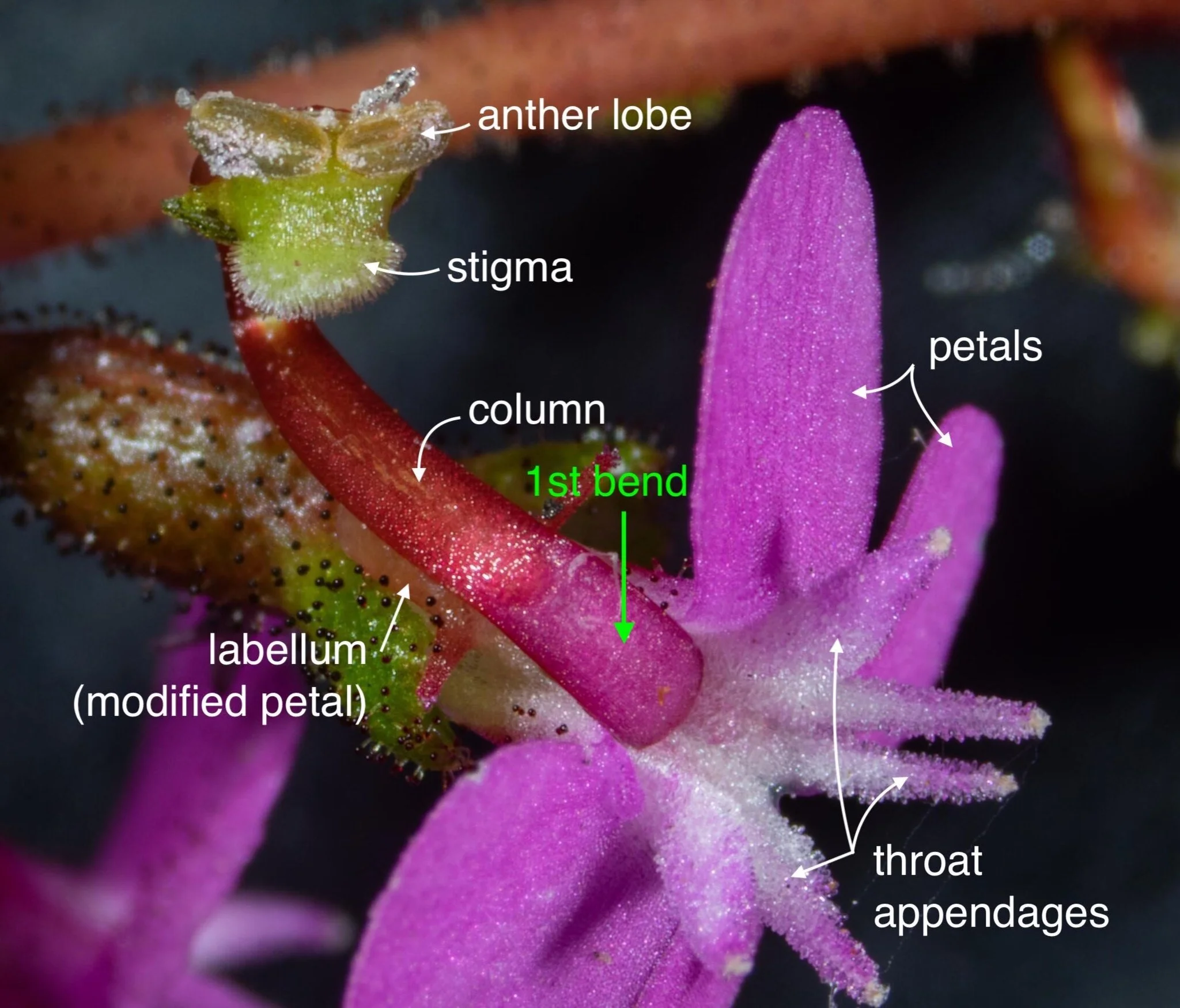 Triggerplants — Life in a Southern Forest