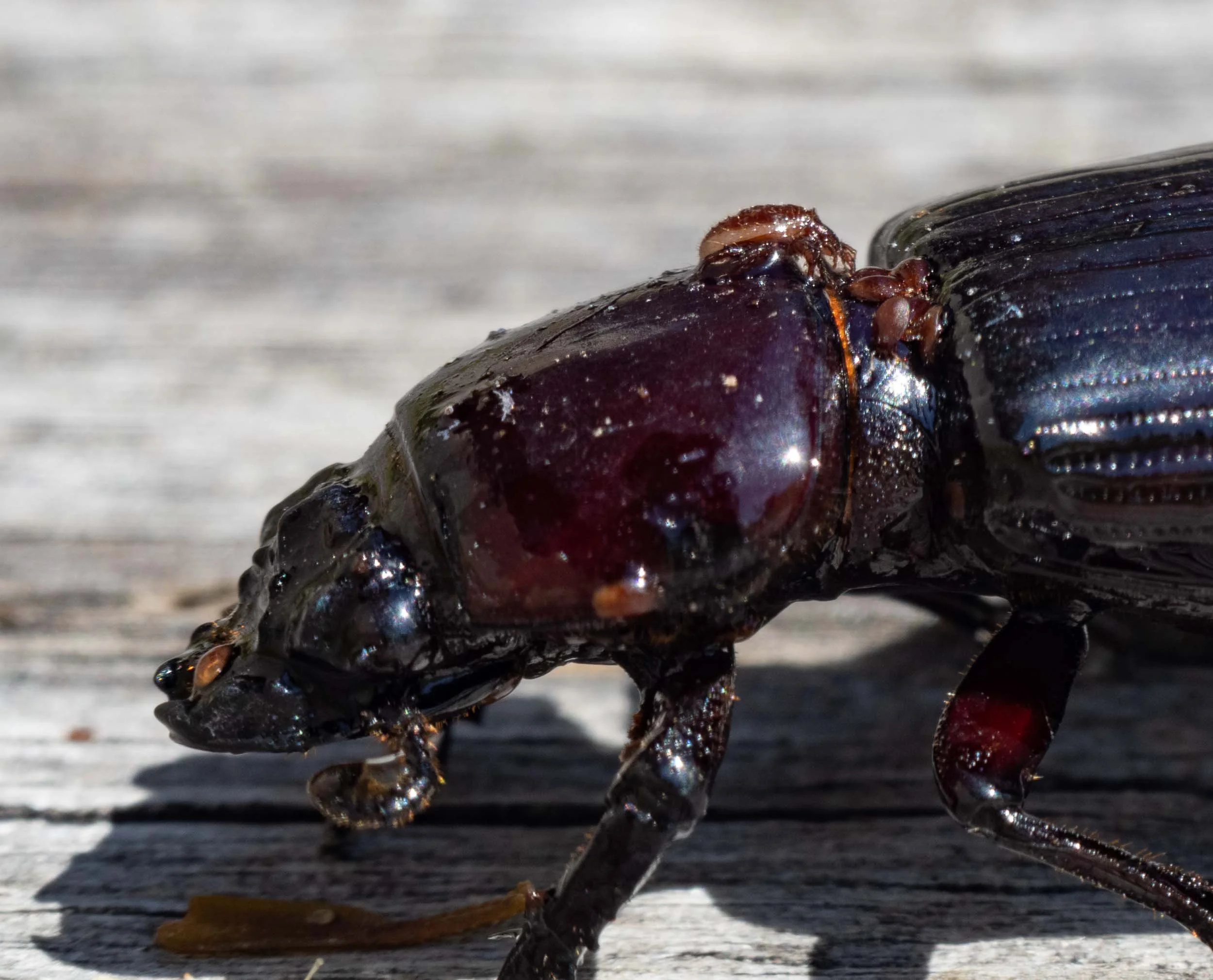 Passalidae: the mites of Pharochilus — Life in a Southern Forest