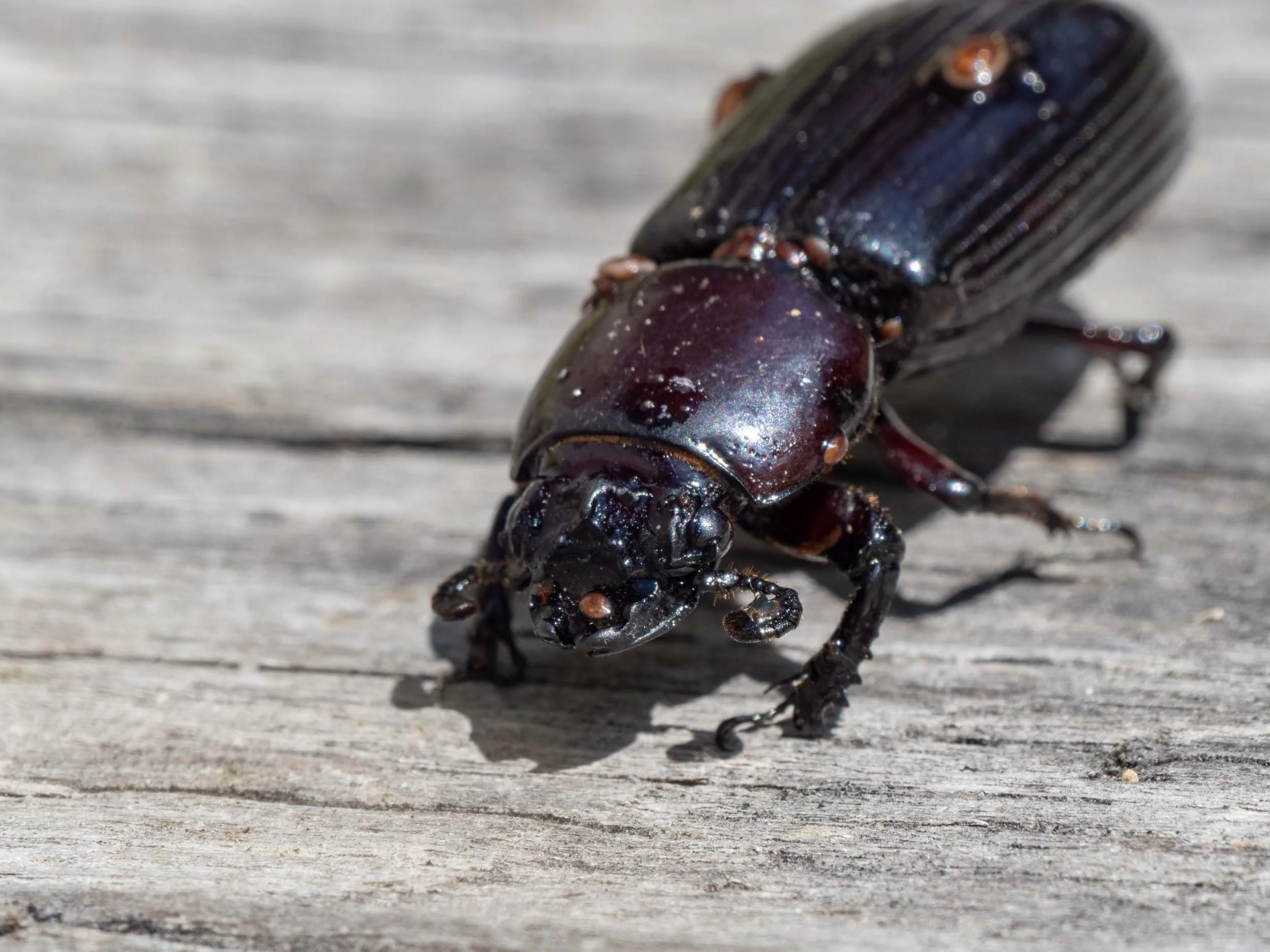 Passalidae: the mites of Pharochilus — Life in a Southern Forest