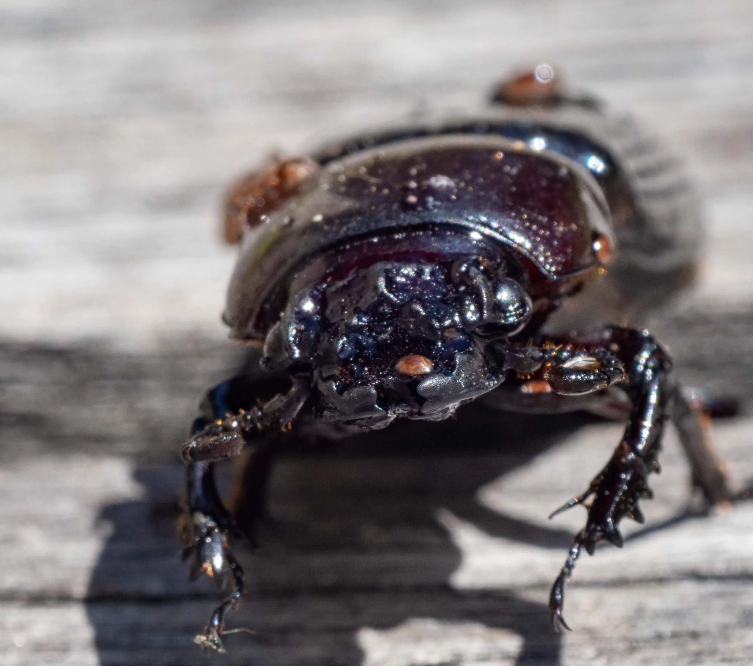 Passalidae: the mites of Pharochilus — Life in a Southern Forest