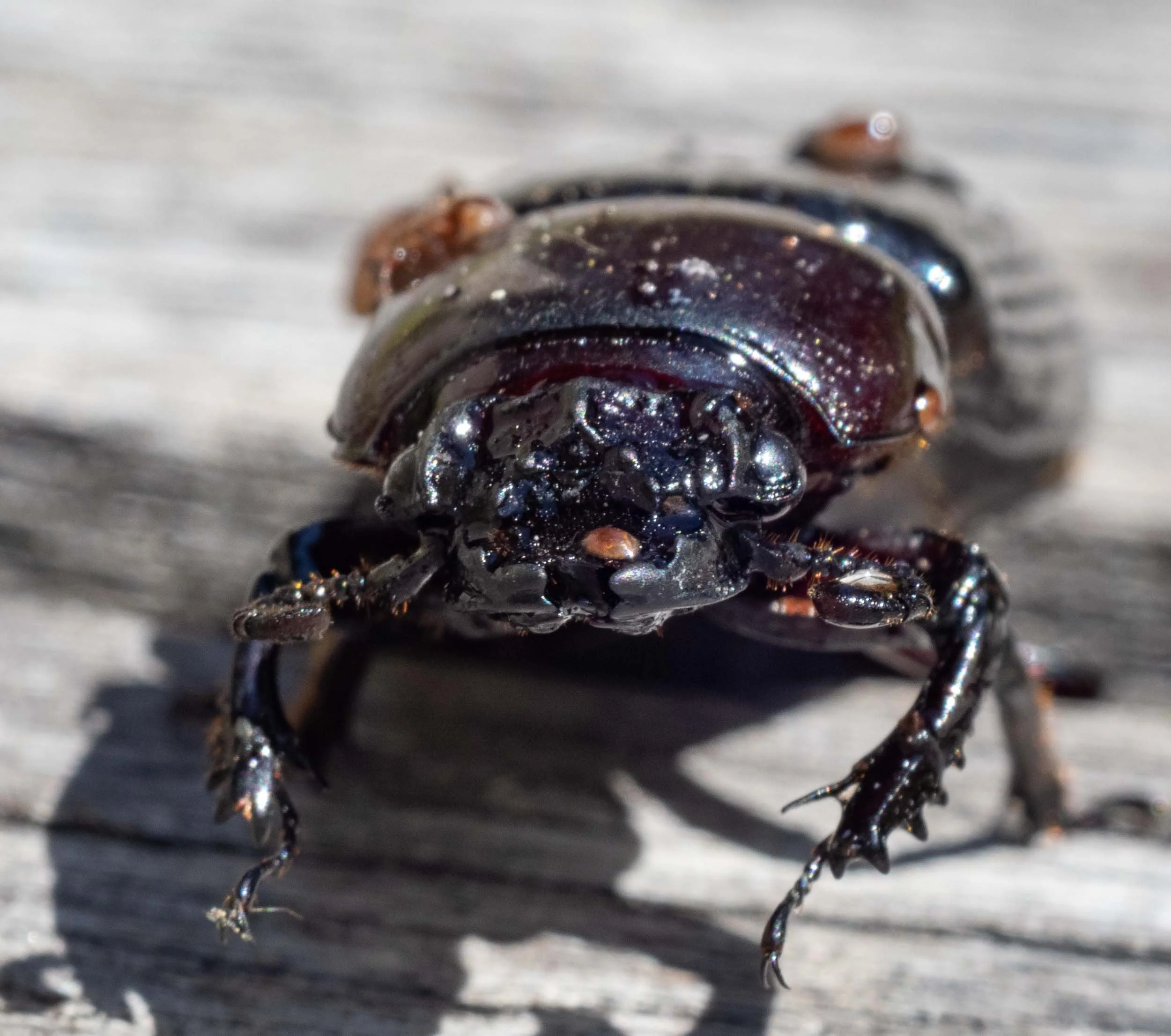 Passalidae: the mites of Pharochilus — Life in a Southern Forest