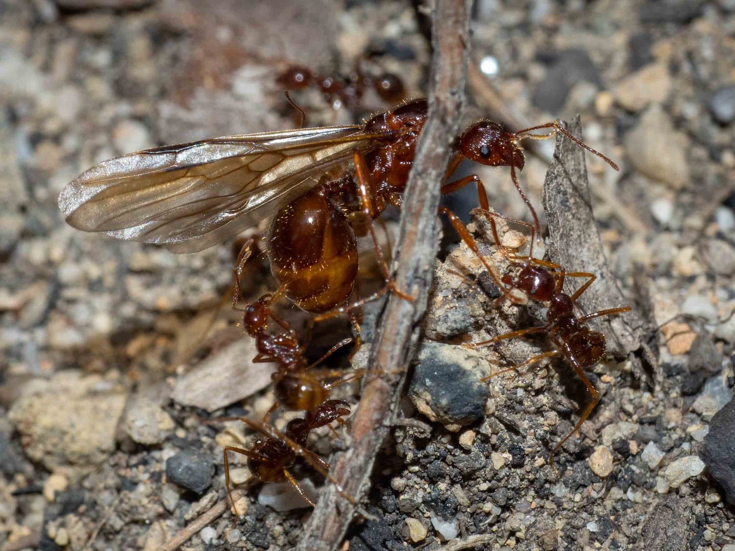 Queen Fire Ant With Wings
