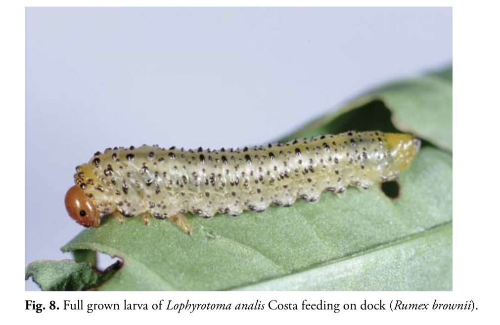 Pterygophorinae species identification — Life in a Southern Forest