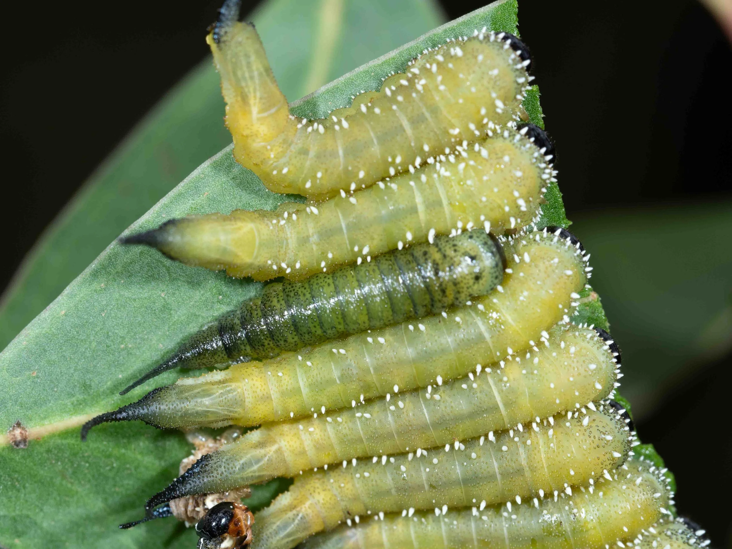 Pterygophorinae larvae — Life in a Southern Forest