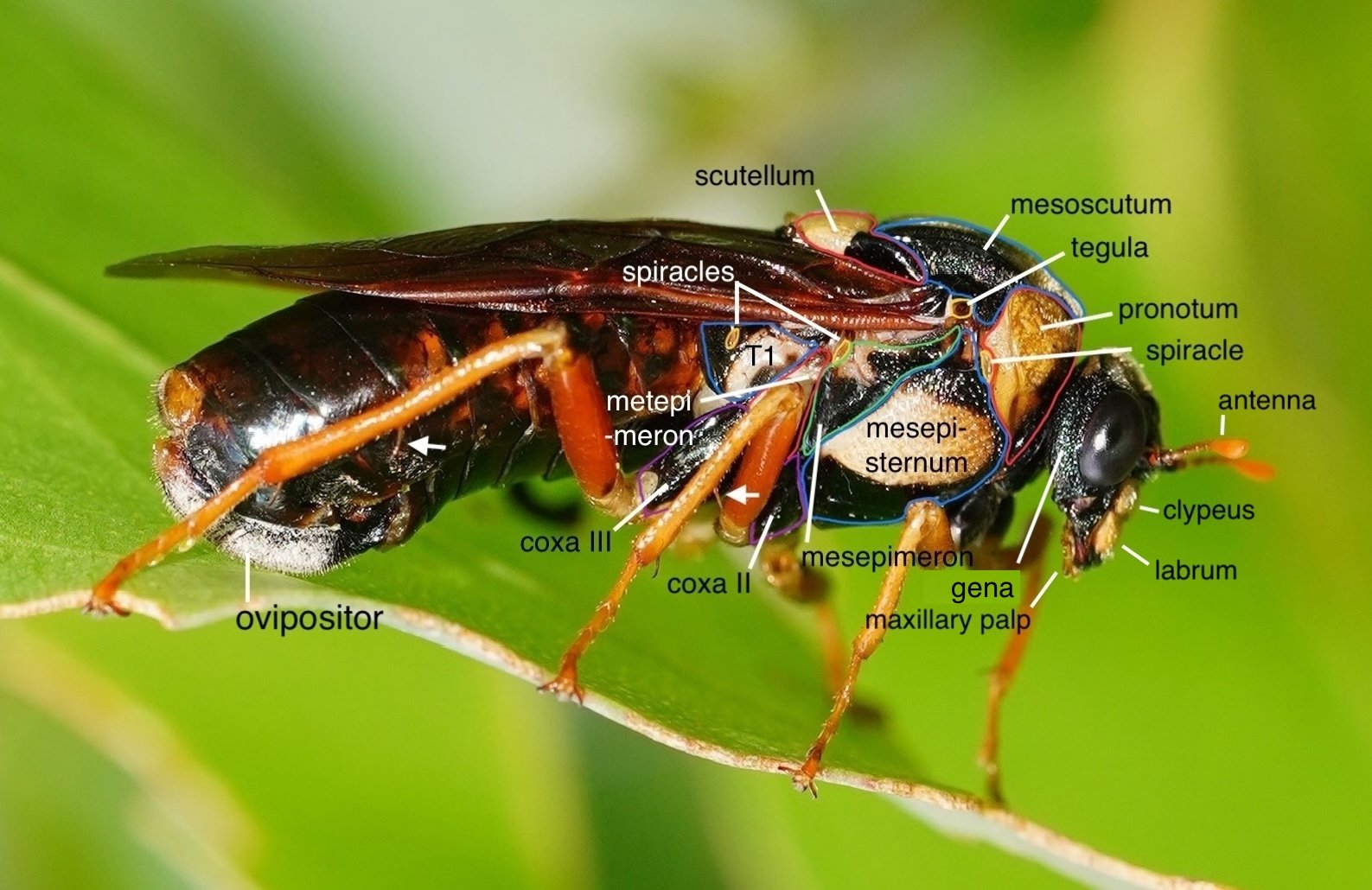 Identification tools for Australian sawflies — Life in a Southern Forest