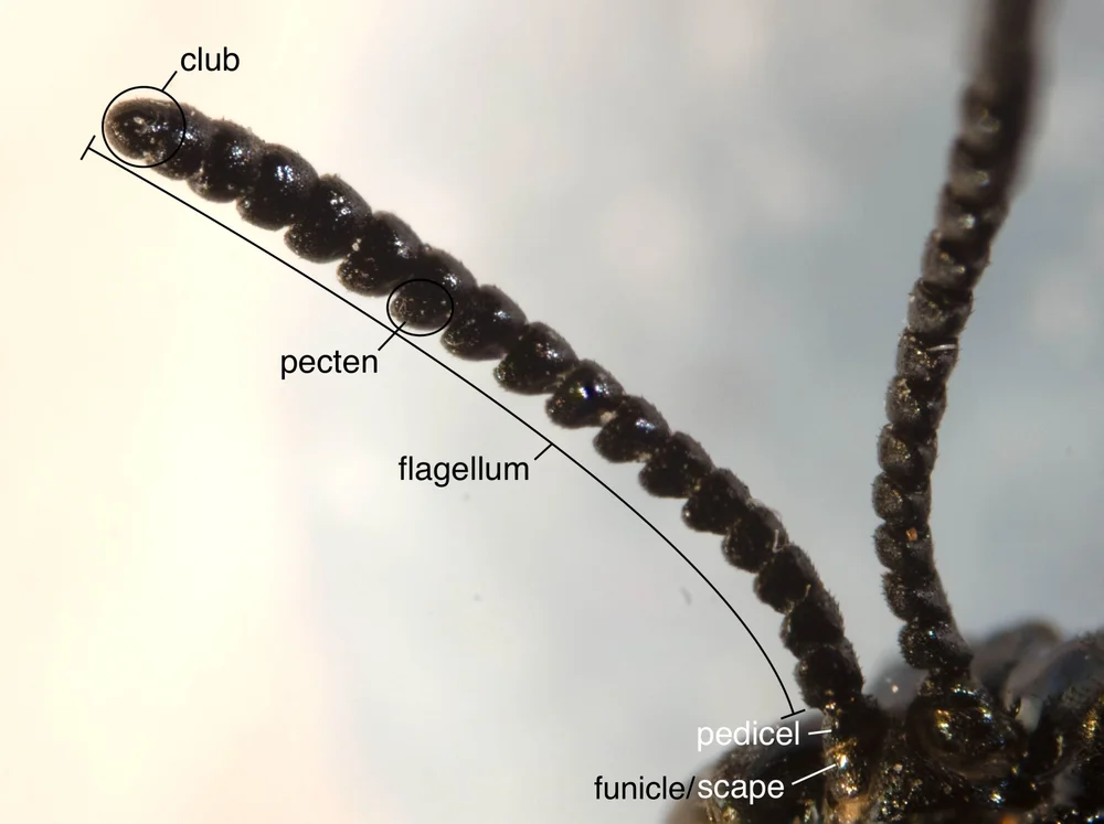 Identifying Australian sawflies — Life in a Southern Forest
