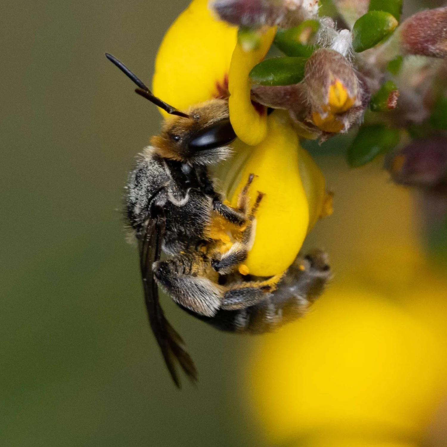 Pollination puzzles — Life in a Southern Forest