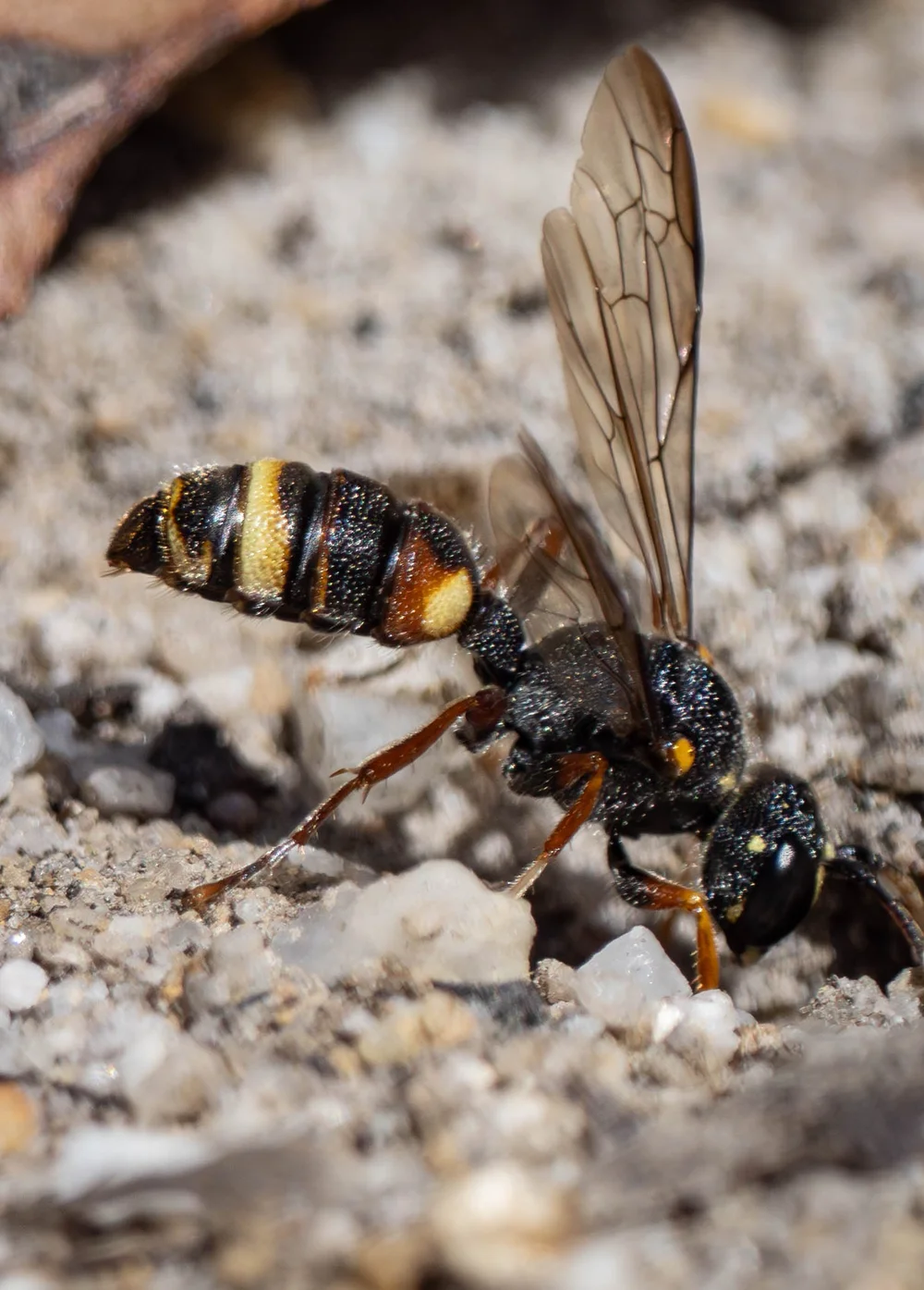 Cerceris: an almost-social wasp — Life in a Southern Forest