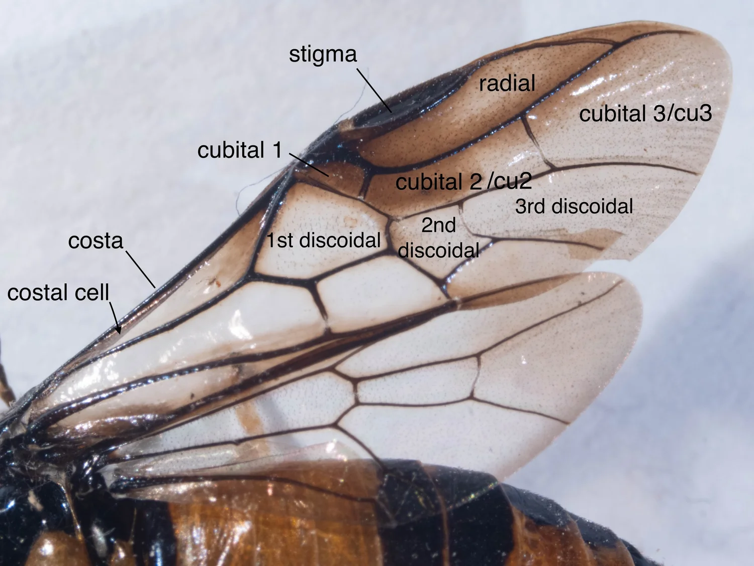 Identification tools for Australian sawflies — Life in a Southern Forest
