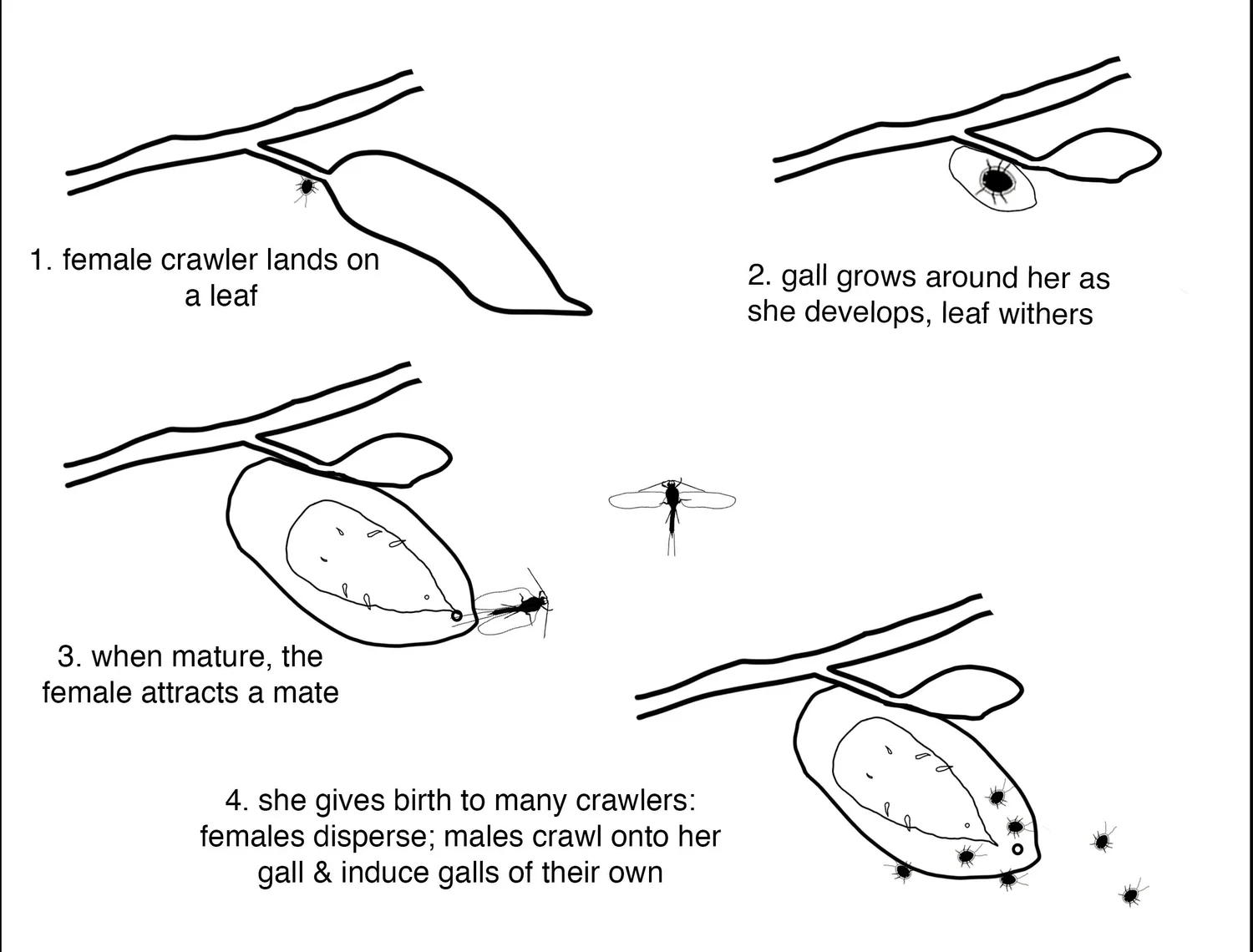 Galls - a home you can eat — Life in a Southern Forest