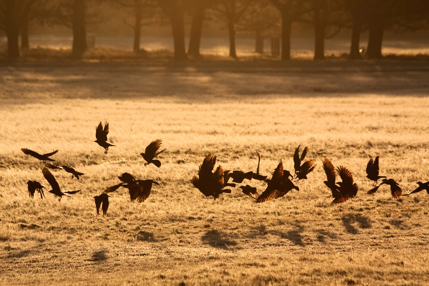 Crows — WILD LONDON