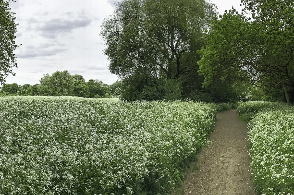 What to see in May and late spring — WILD LONDON