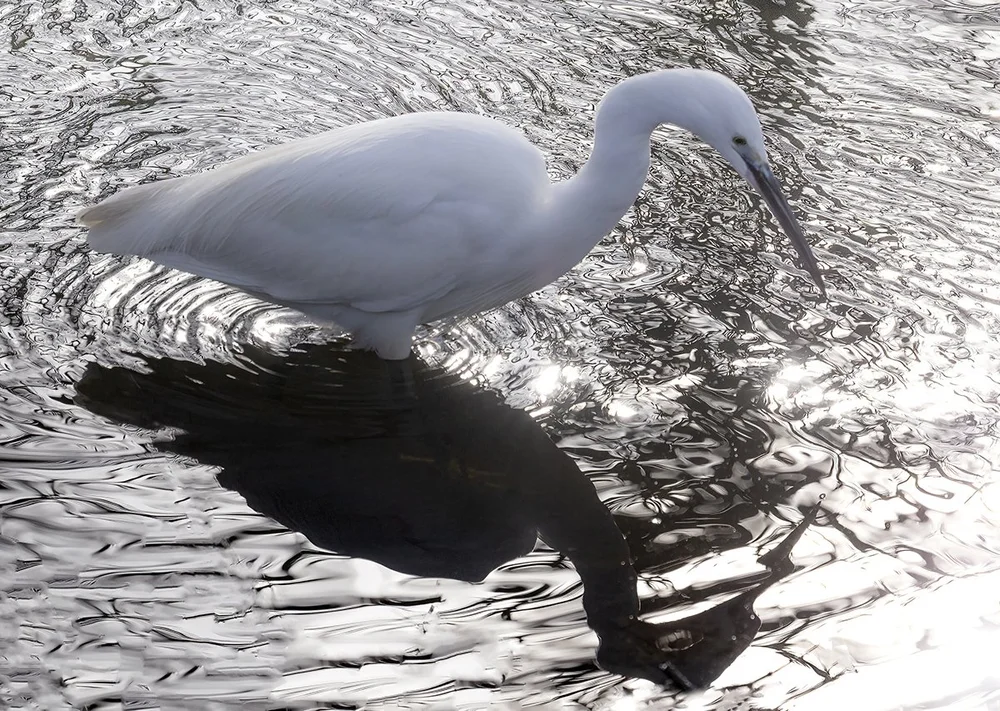 Places to Visit - The River Crane in West London — WILD LONDON