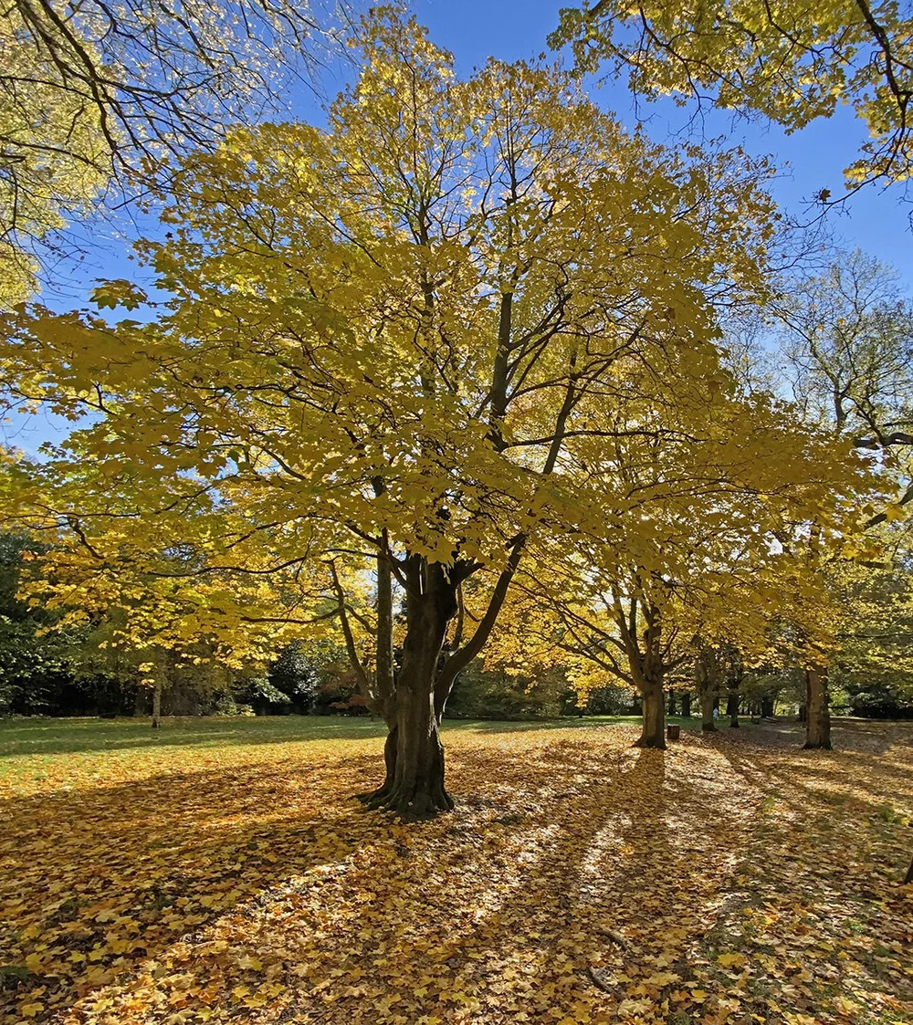 Cannizaro Park — WILD LONDON